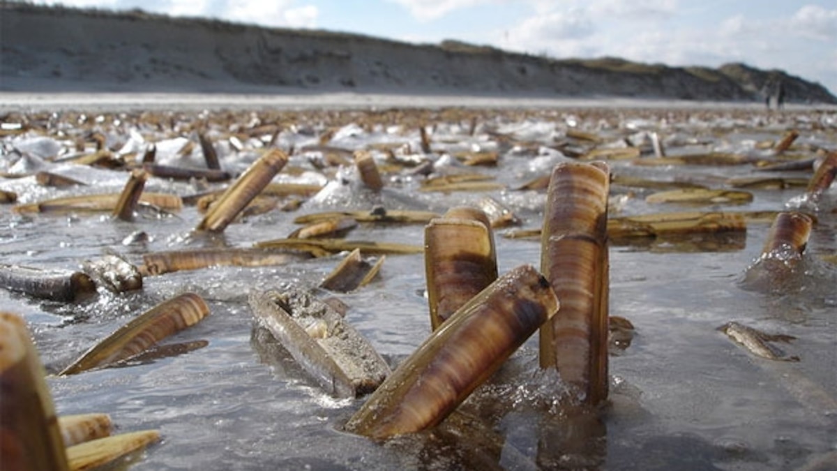 Razor clam creates quicksand to bury itself. So does RoboClam ...