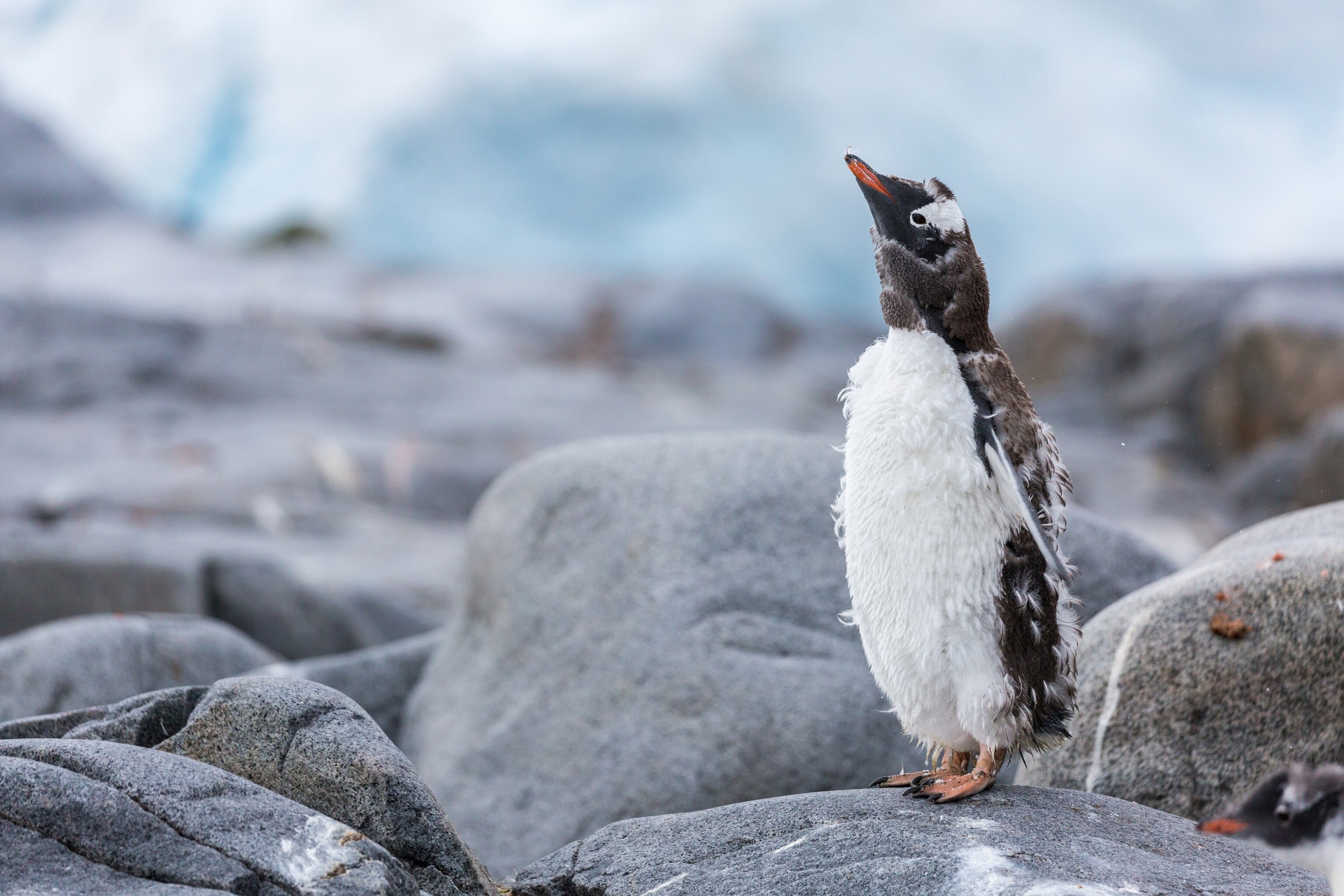 What it's like to cross Antarctica's Weddell Sea
