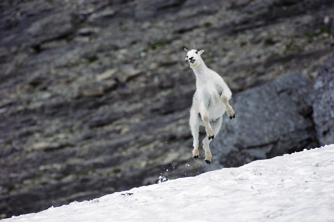 Baby Mountain Goat Jumping