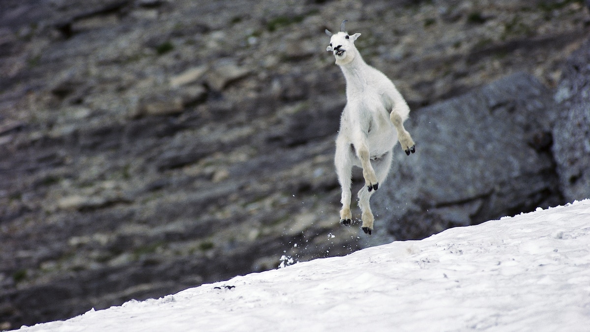 13 Jumping Animals, Just in Time for Leap Year | National Geographic