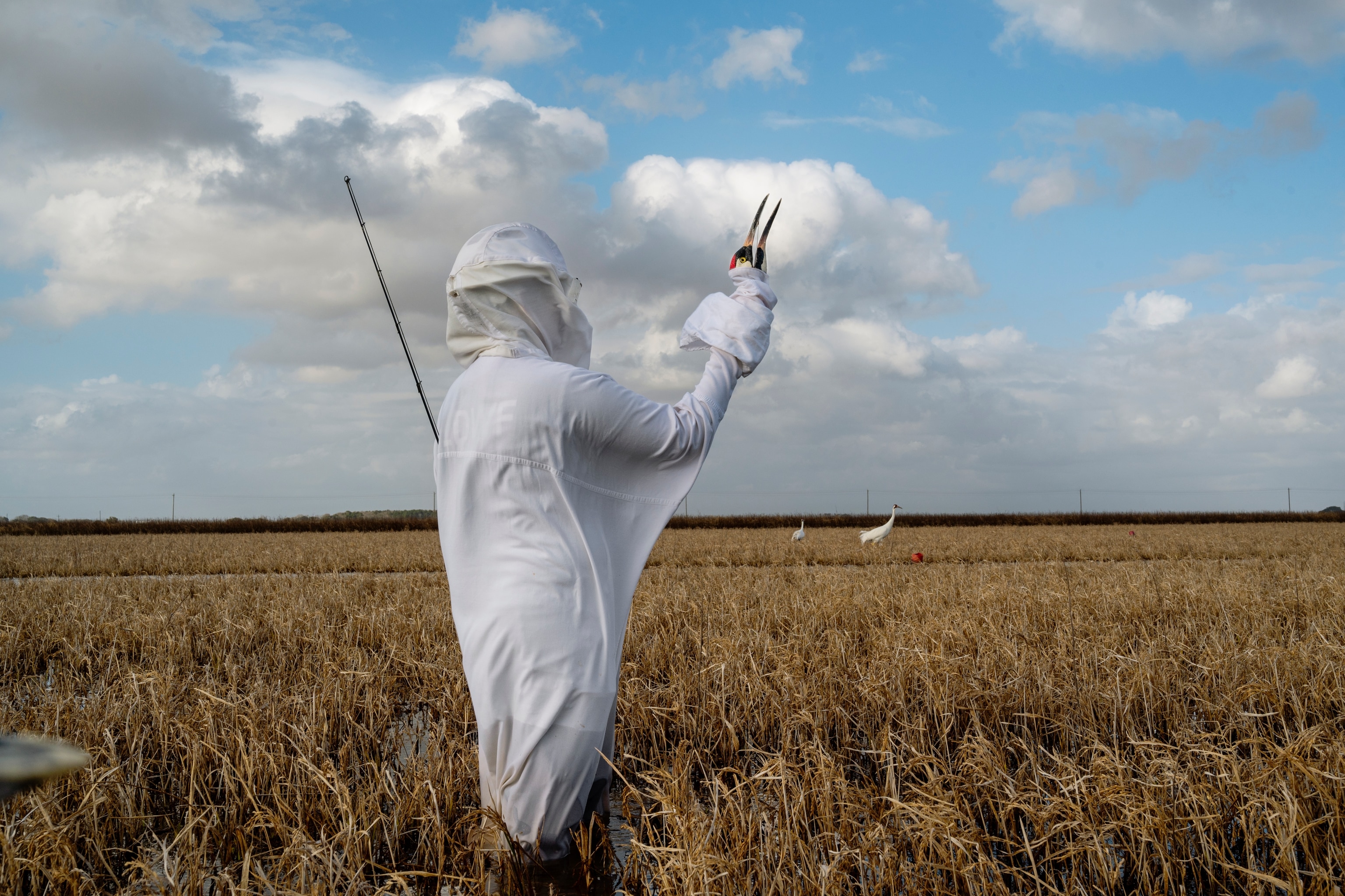 The harrowing 5,000-mile flight of North America's wild whooping cranes