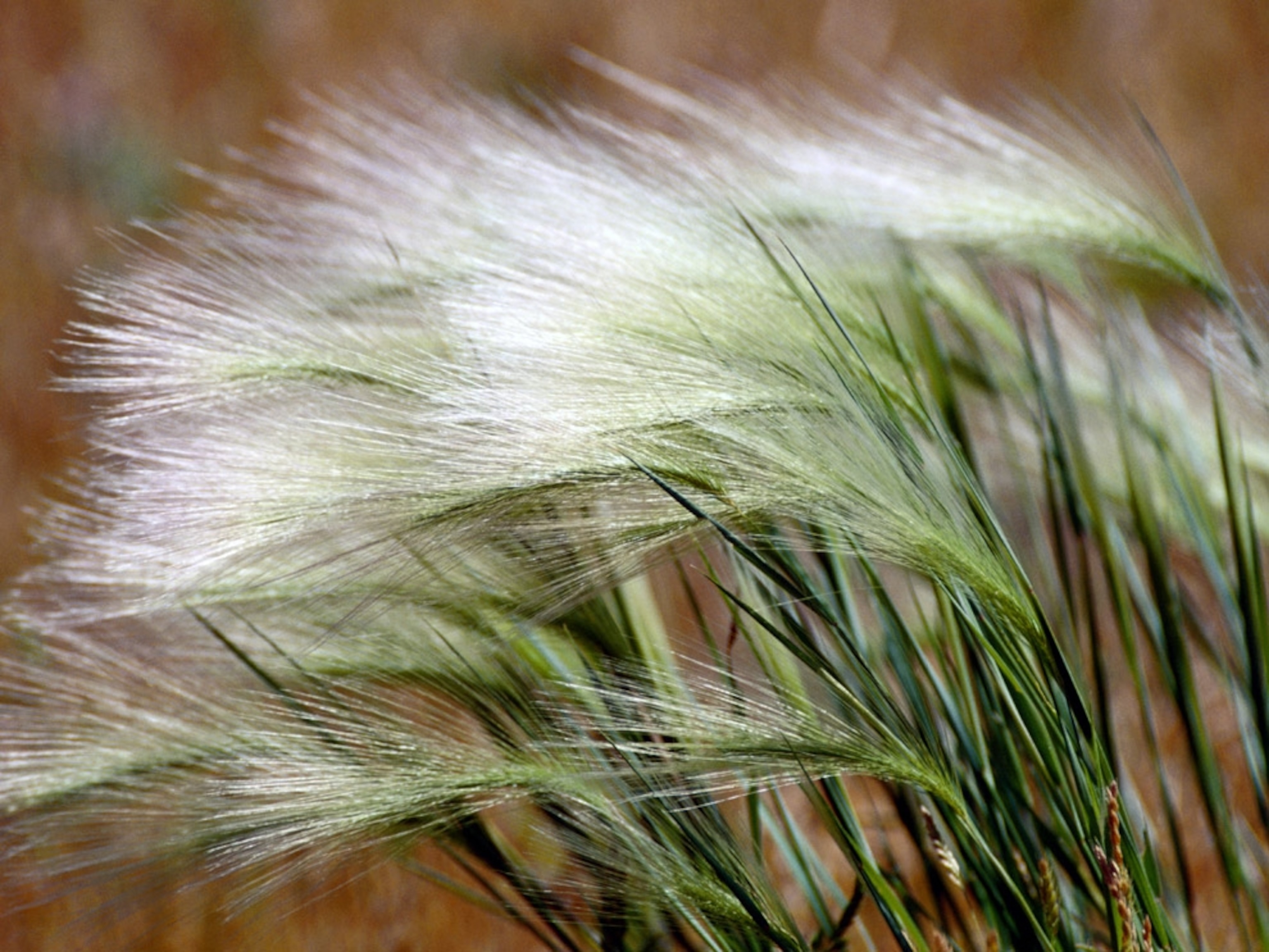 Habitats -- Prairie Pictures, Wallpapers, Downloads -- National Geographic