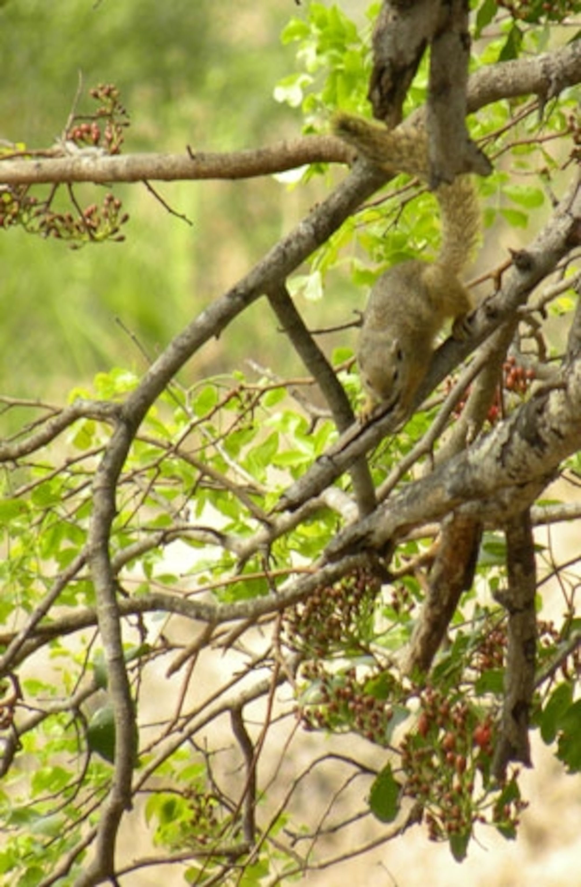 South African wildlife – Tree squirrel | National Geographic