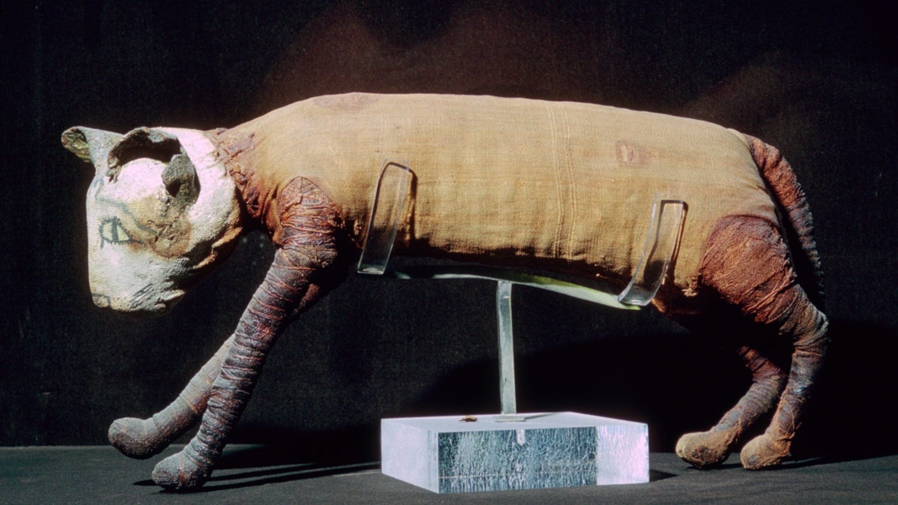 10 mummy facts to wow your kids