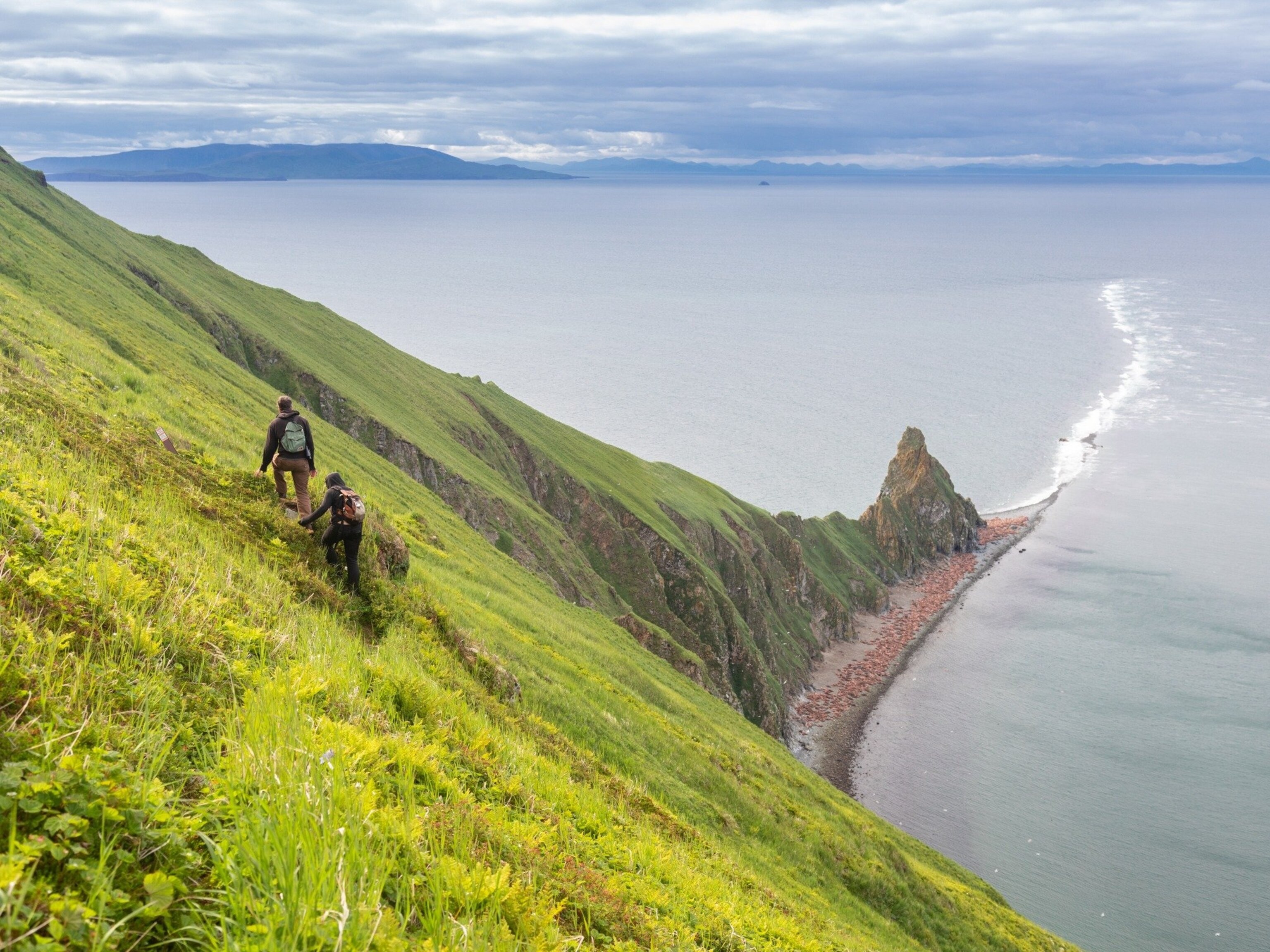 The isolated Alaska island where walruses sing