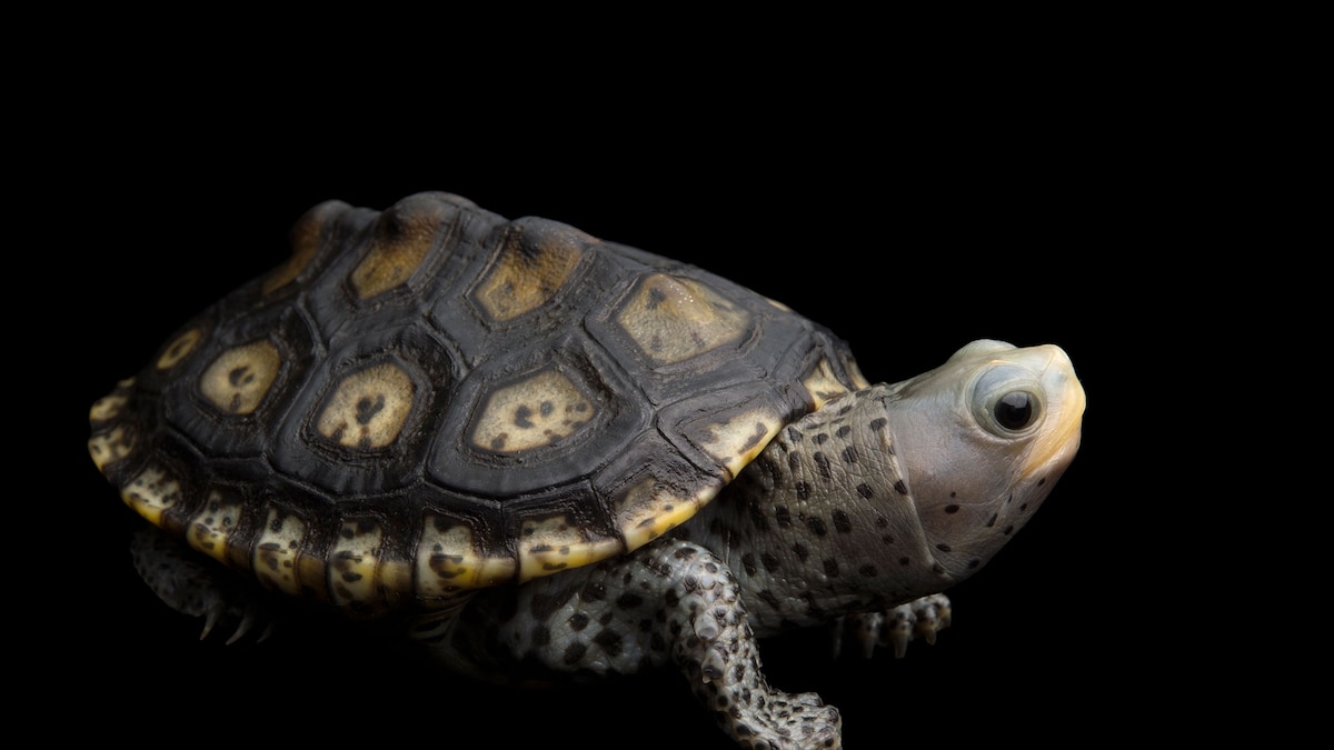 Can the United States stop poaching at home?