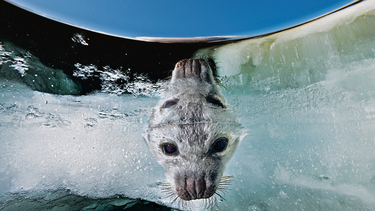 The Generous Gulf | National Geographic