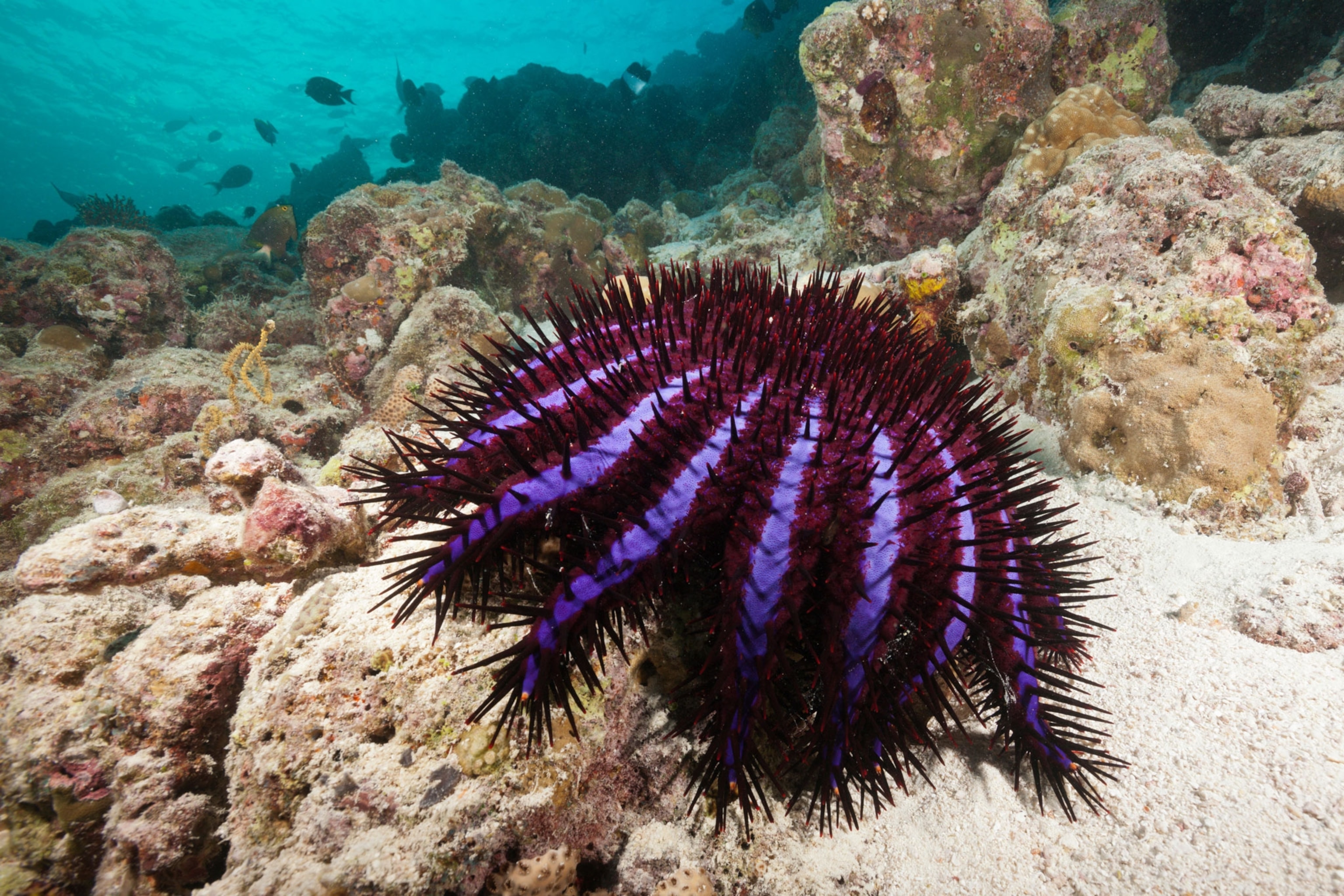 Can scientists contain the crown of thorns starfish?