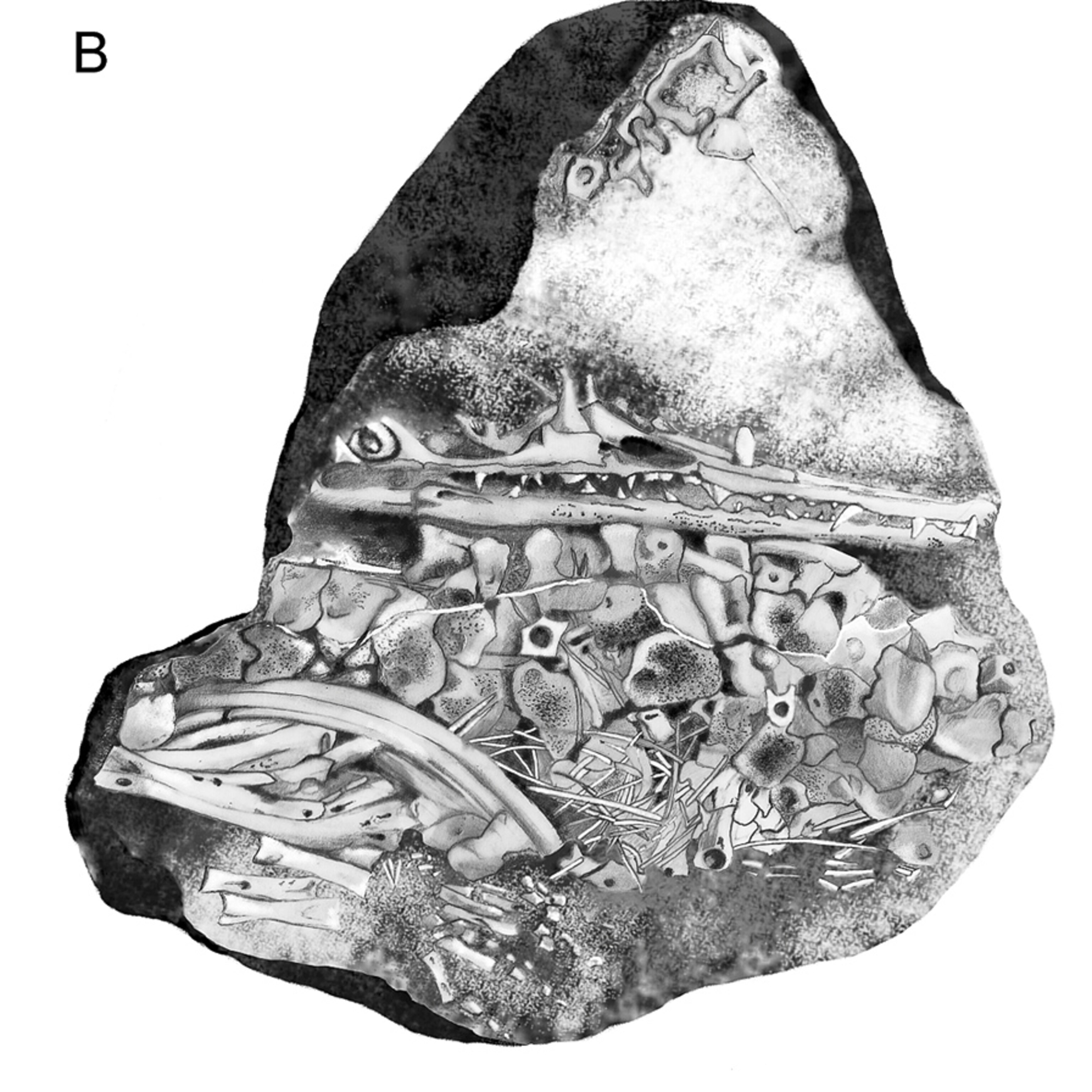 Photos: Oldest Reptile Embryos Discovered