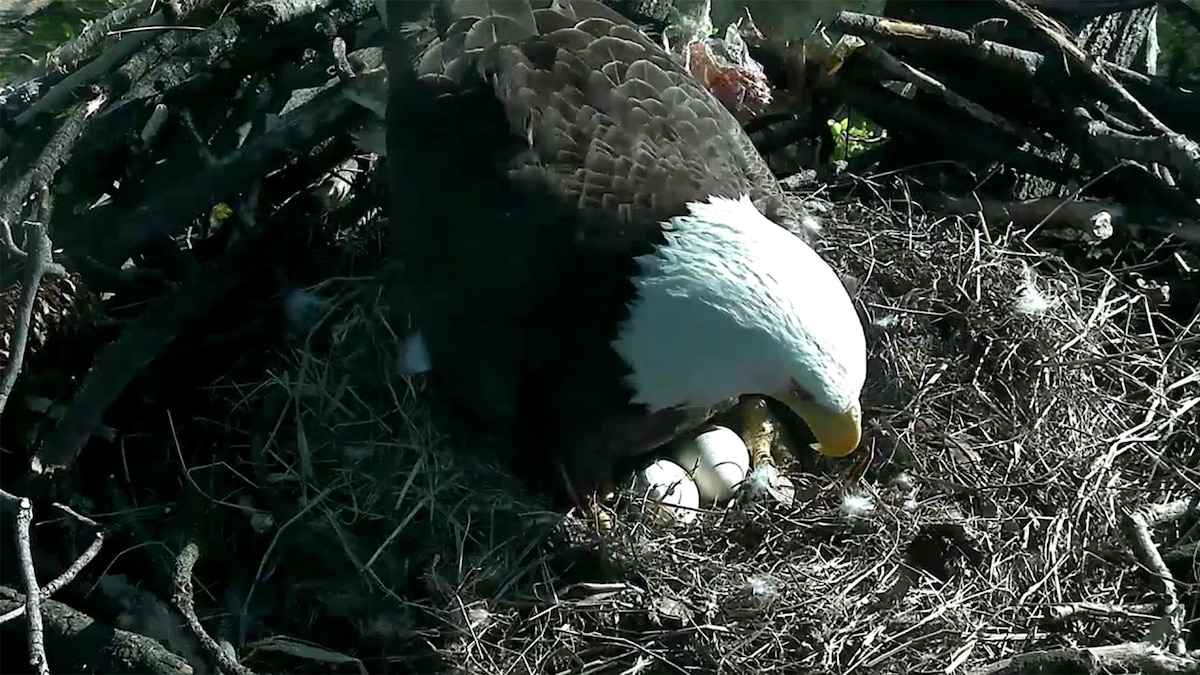 Both Bald Eagle Chicks Have Hatched | National Geographic