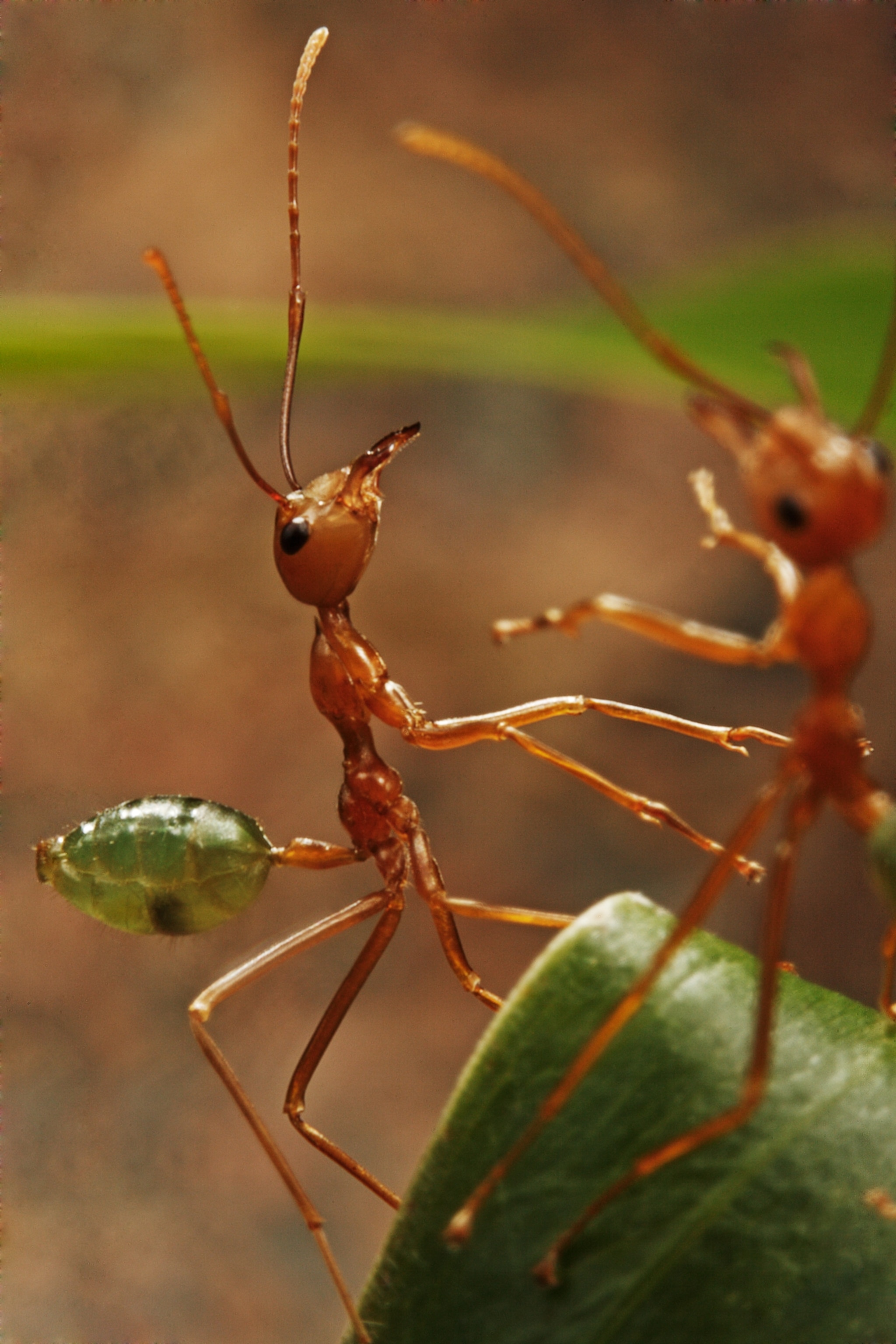 Sisterhood of Weavers