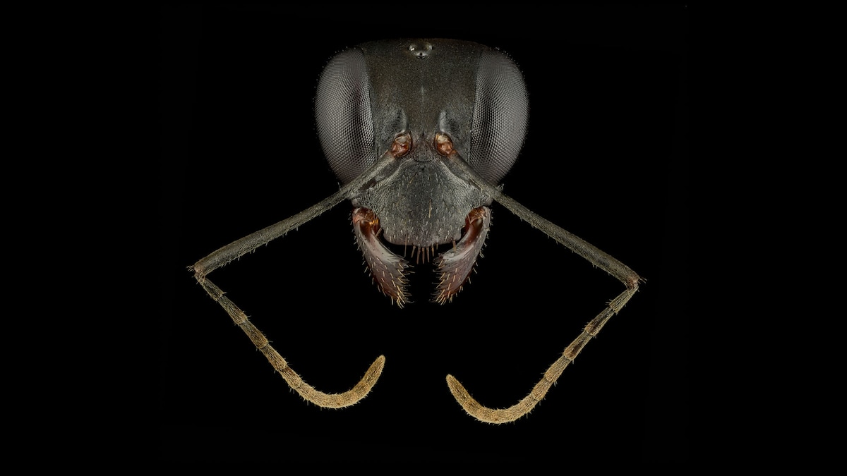 Ant 'portraits' reveal how diverse and beautiful these insects are ...
