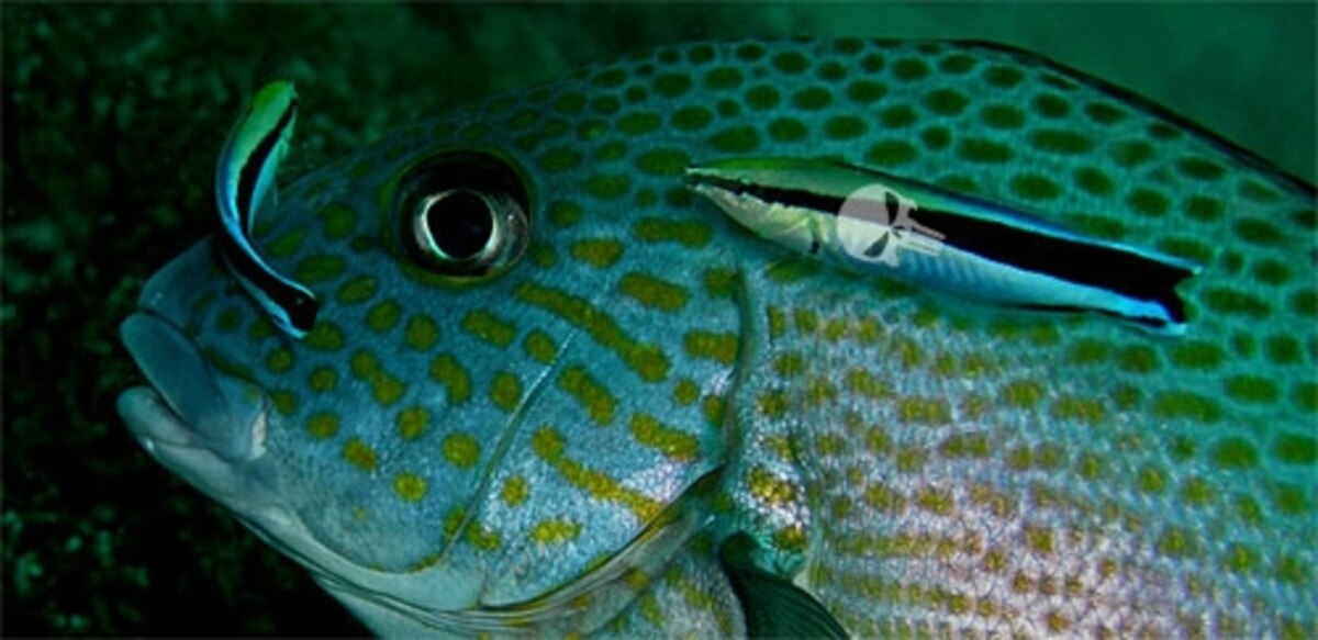 Cleaner fish punish cheats who offend their customers
