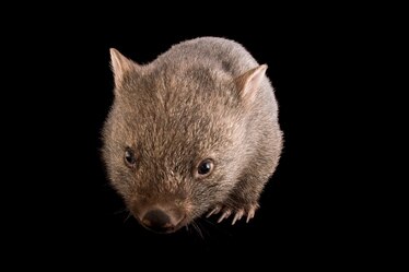 Why is wombat poop cube-shaped?