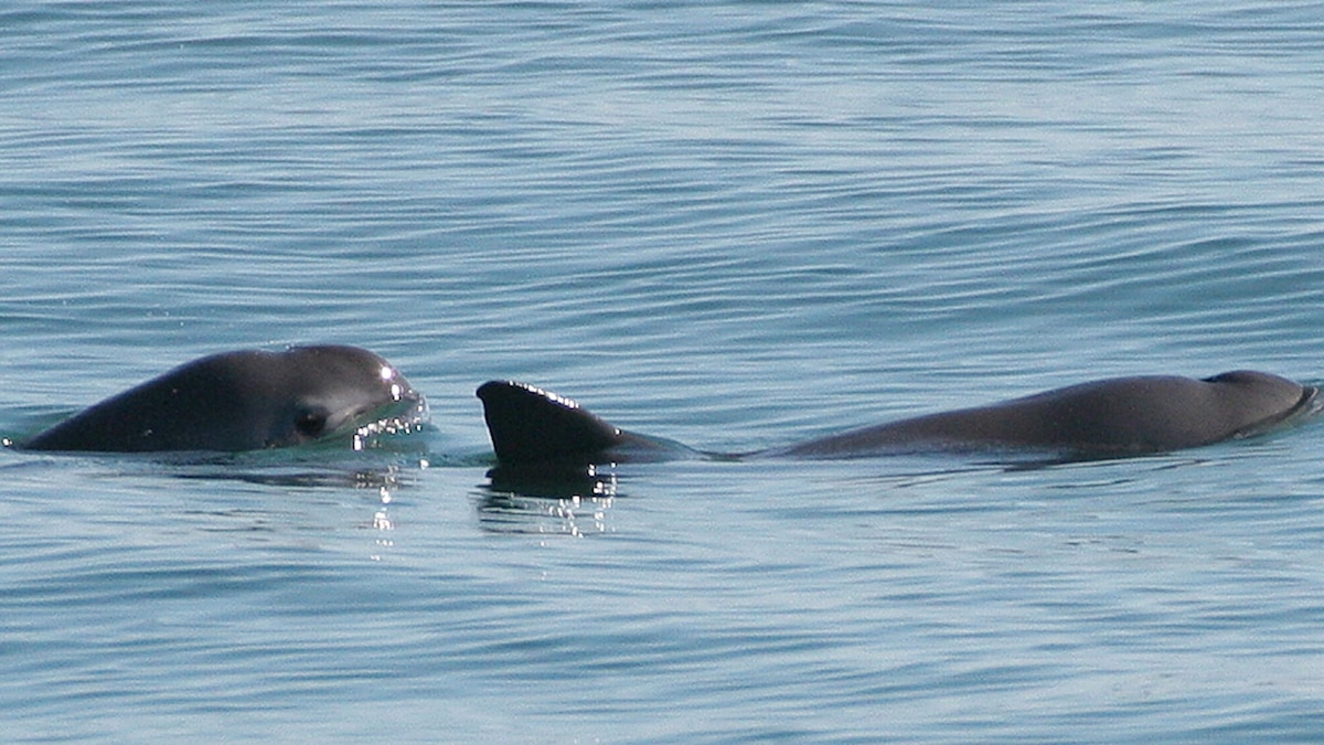 Encounter With World’s Rarest Ocean Mammal Thrills Scientists ...