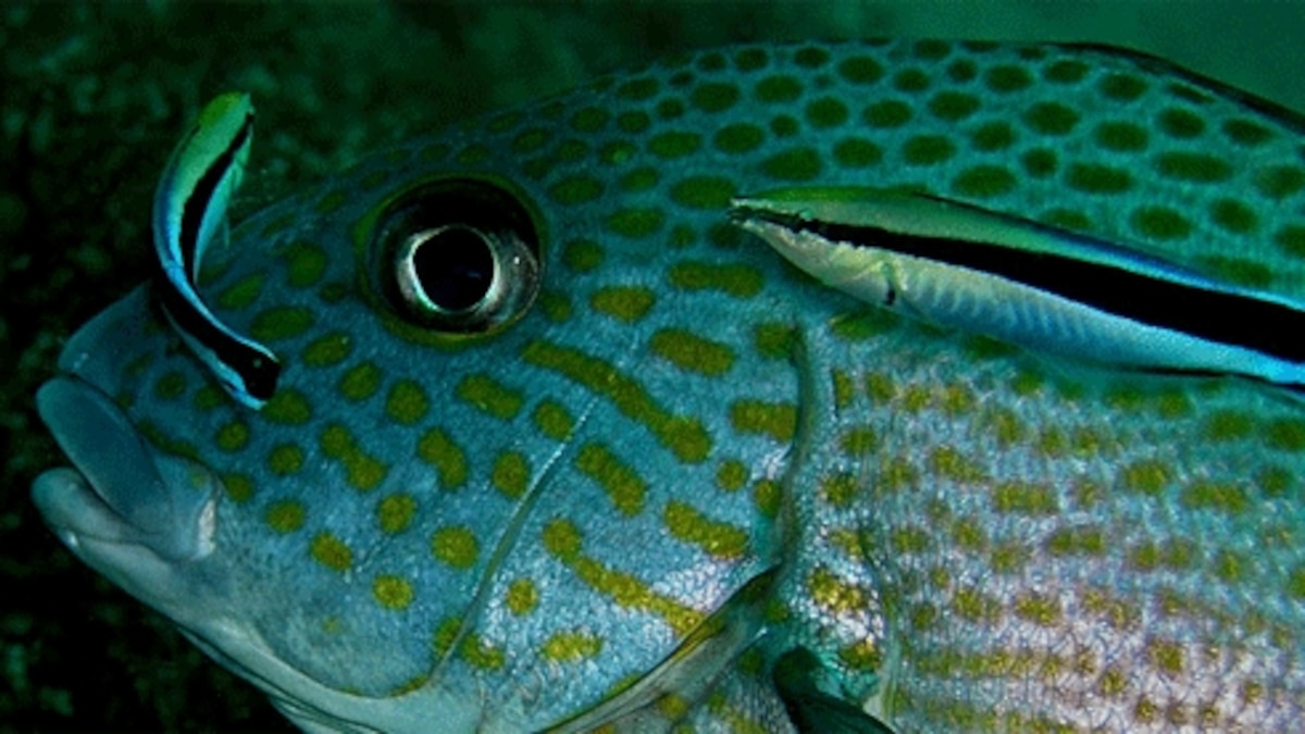 The living toothbrushes that keep coral reefs healthy | National Geographic