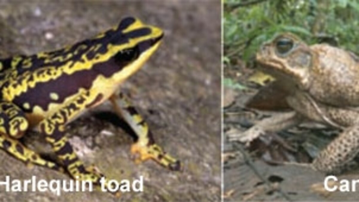 Seven habits of highly successful toads | National Geographic