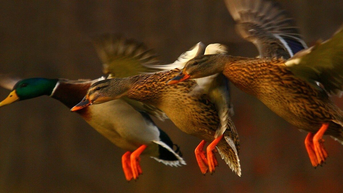 Ducks Meet the Culture Wars | National Geographic