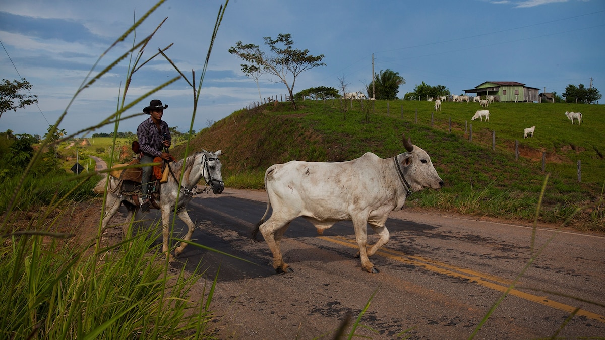 For defenders of Brazil’s Amazon forest, a day of mourning, warnings ...