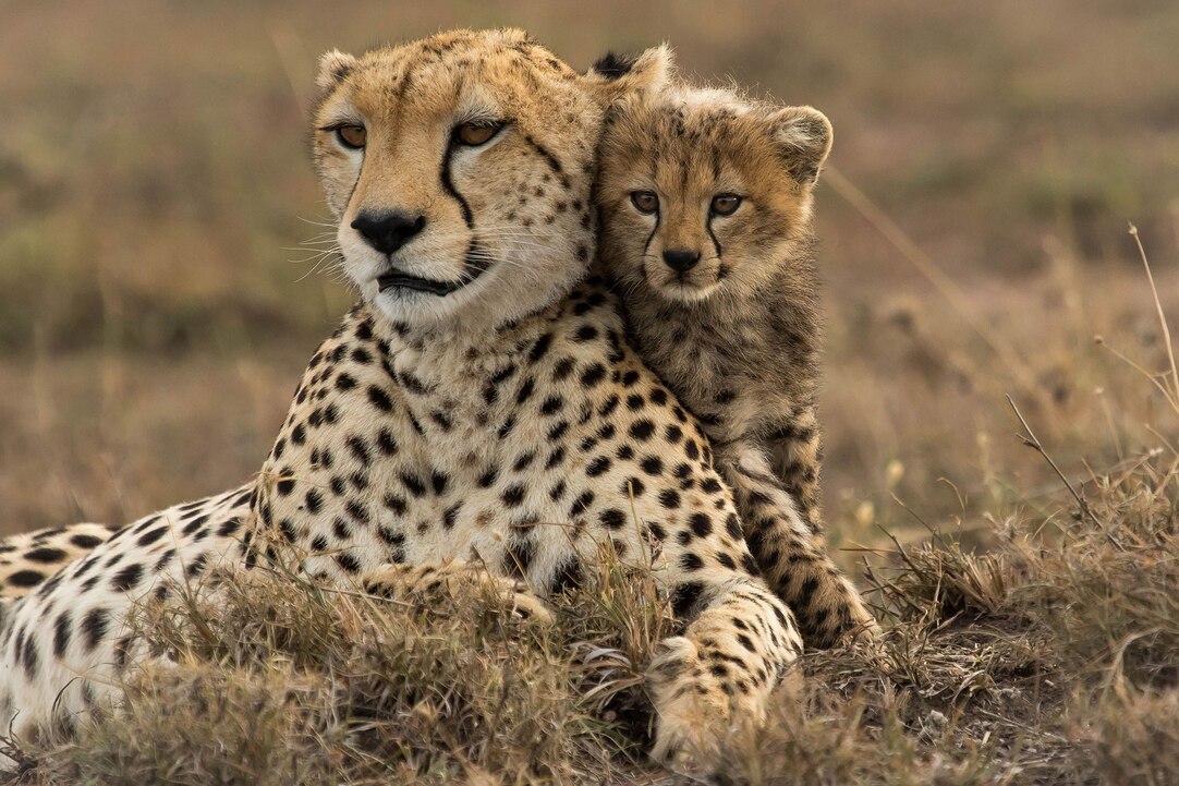 National Geographic Cheetah Article