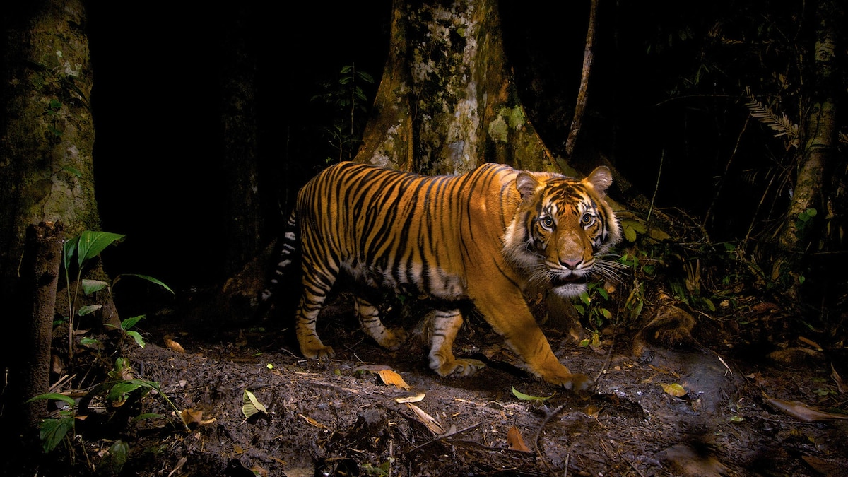 Tiger Numbers Rise for First Time in a Century