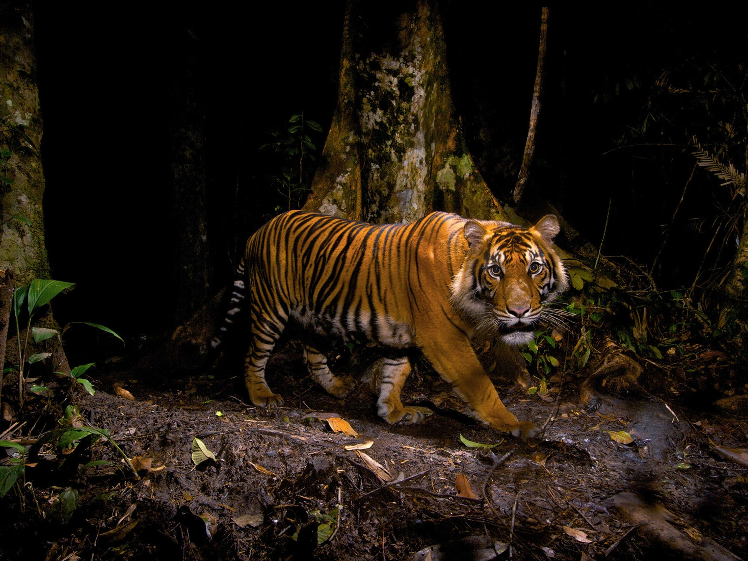 Tiger In The Forest At Night