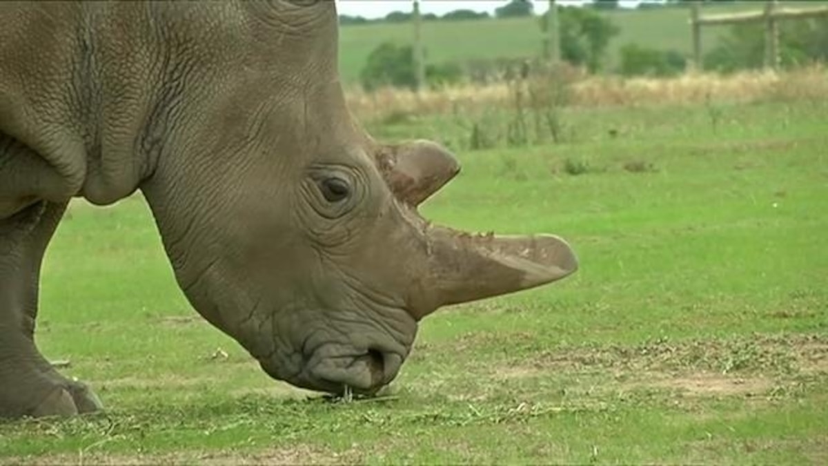 Rhino Embryos Created in Lab, Offering Hope for Nearly Extinct Species ...