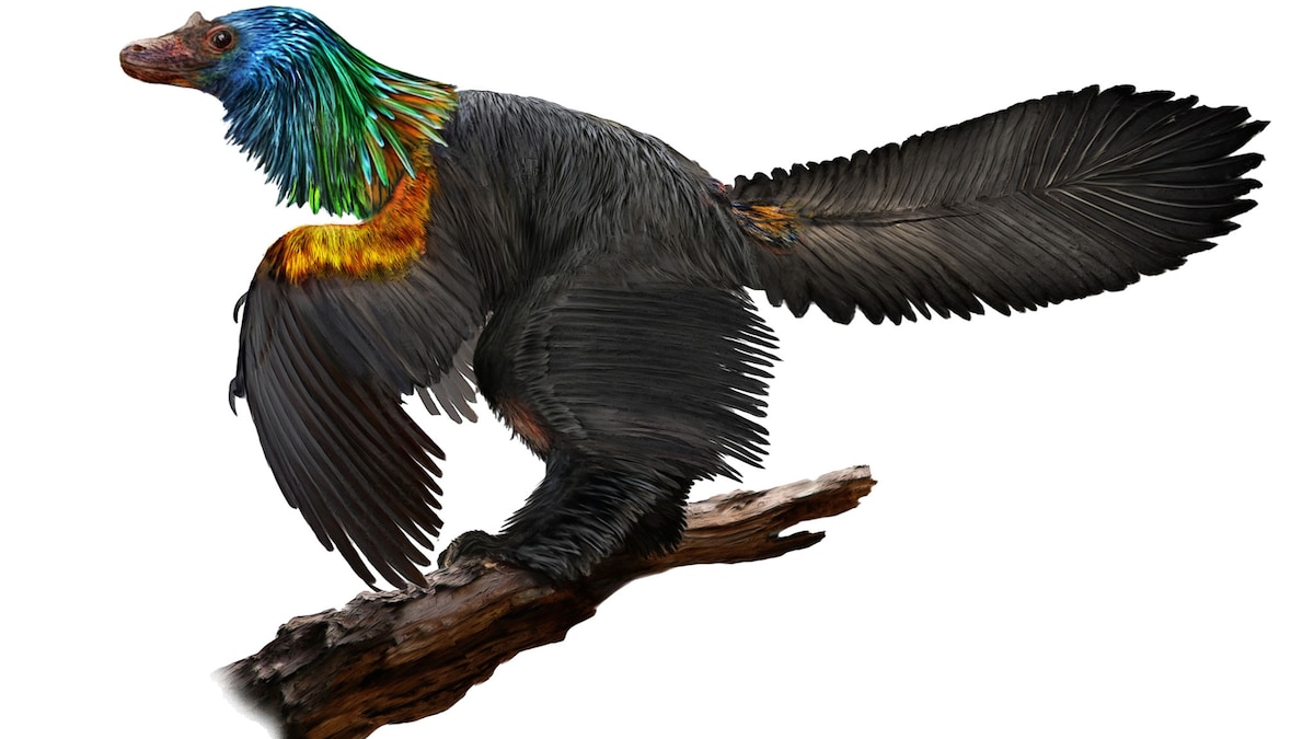 New 'Rainbow' Dinosaur May Have Sparkled Like a Hummingbird | National ...
