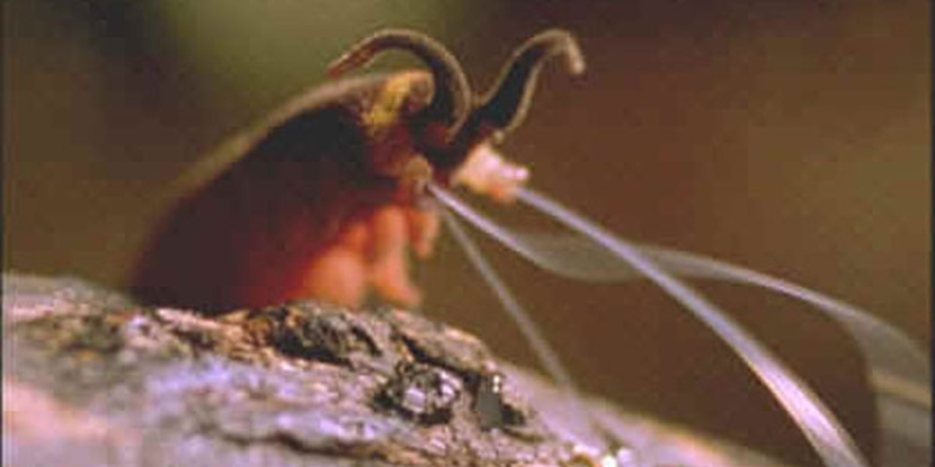 Death from disorder: scientists uncover secret of the velvet worm’s ...