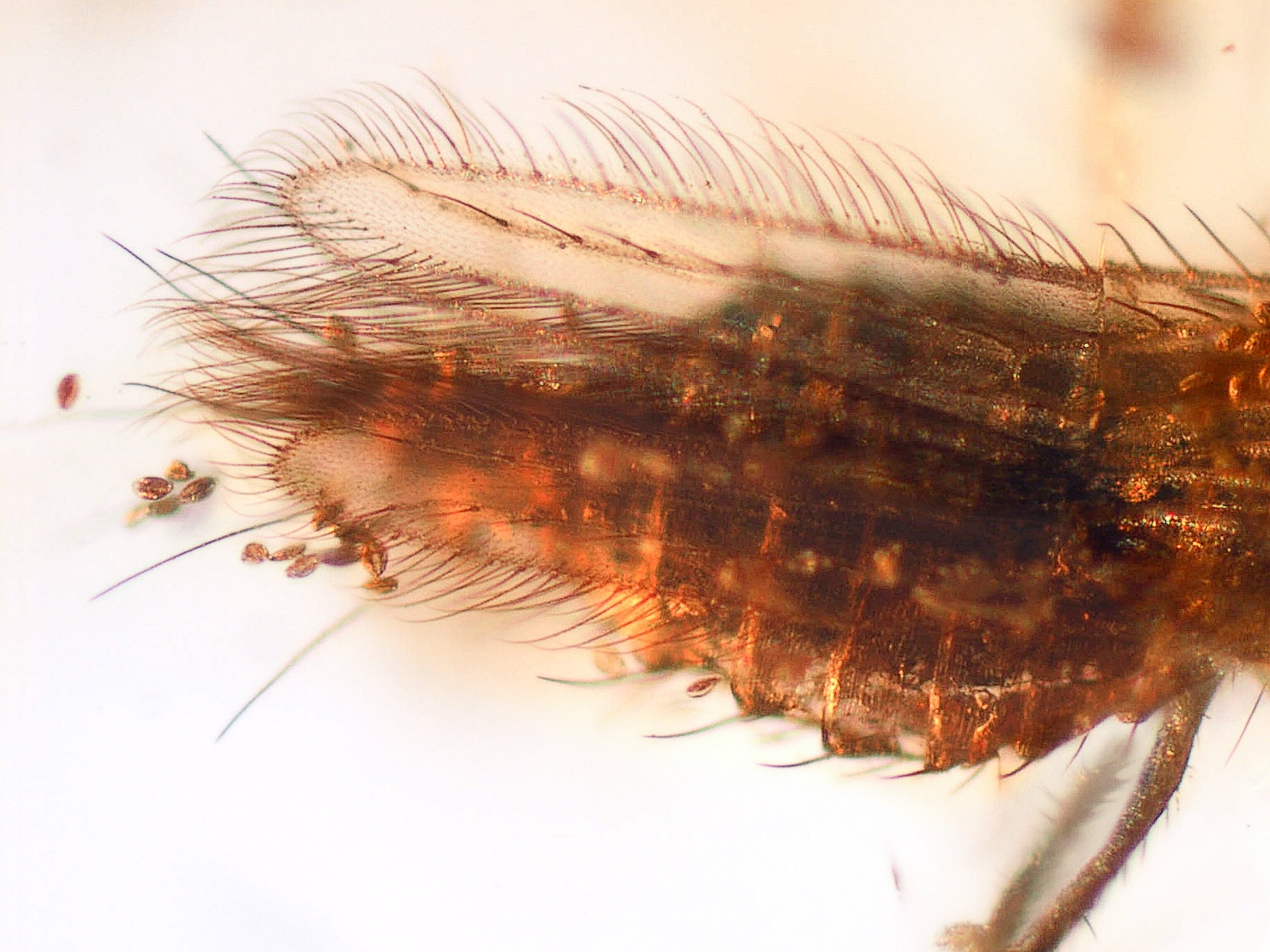 Triassic Mites Join World's Oldest Amber Animal Finds (Pictures)