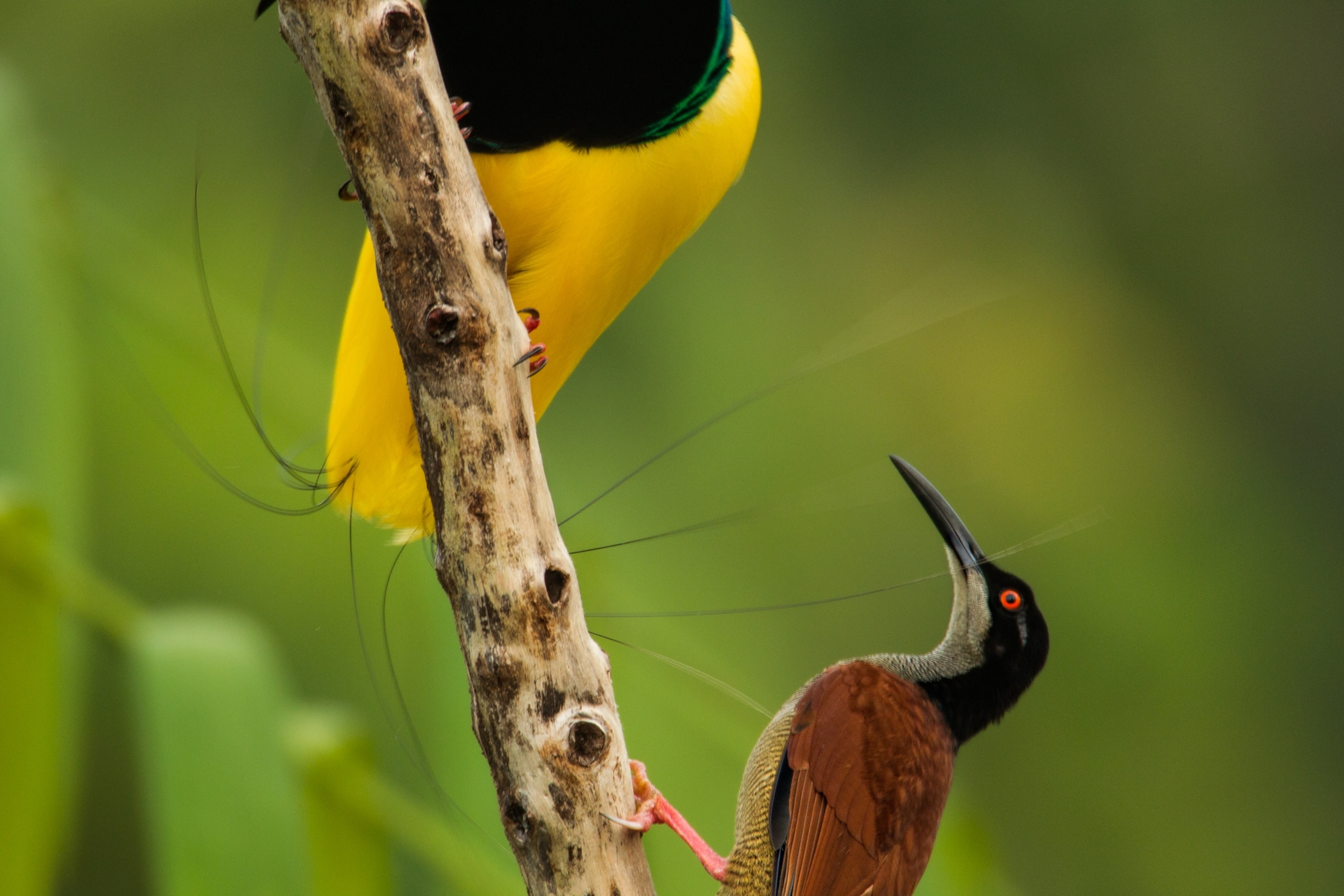 Birds of Paradise - National Geographic Magazine