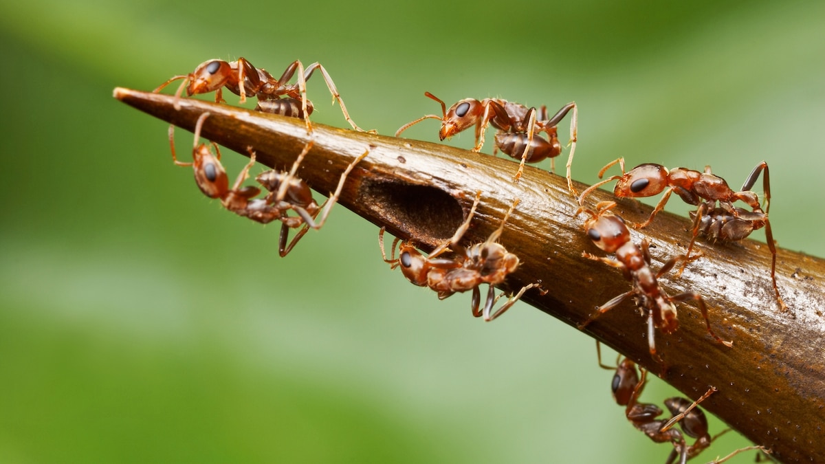 Trees Trap Ants Into Sweet Servitude | National Geographic