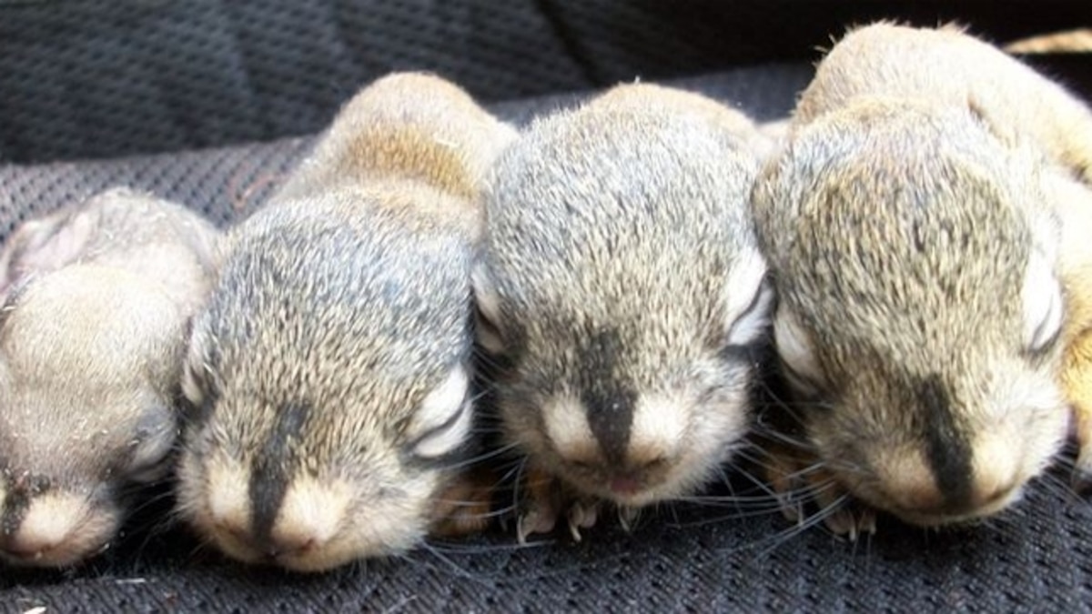 Red squirrels Give Birth to Fast-Growers If They Hear Crowds | National ...