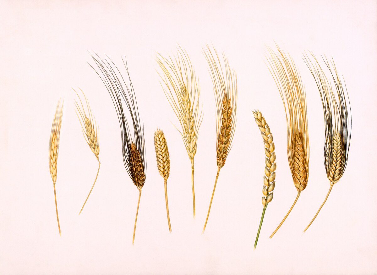 Ancient Wheat DNA Find Shifts Early UK Farming Theories