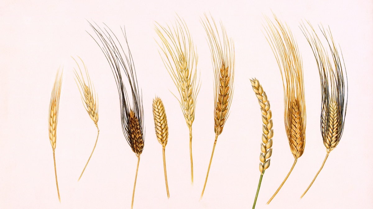 Ancient Wheat DNA Find Shifts Early UK Farming Theories | National ...