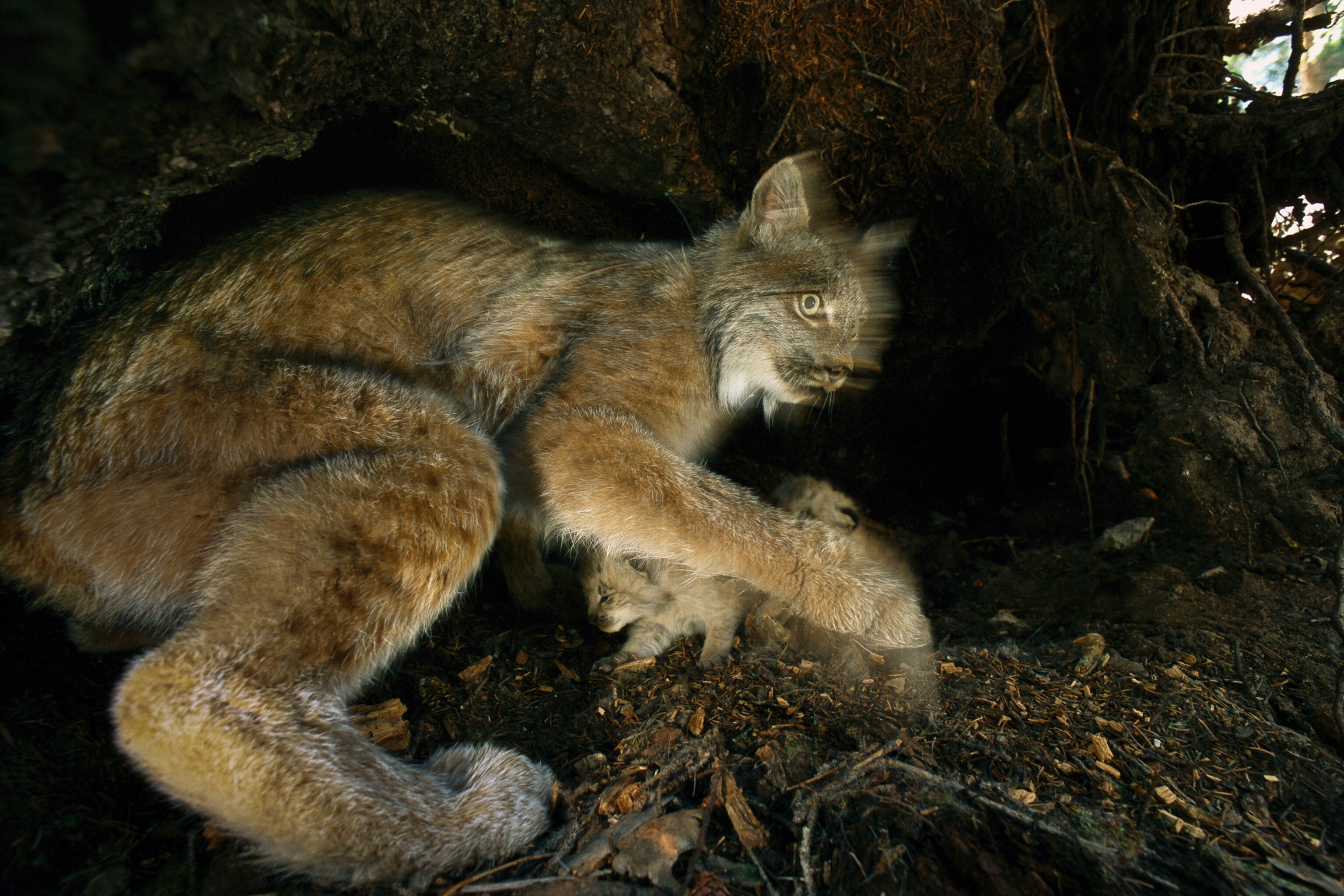 6 Nat Geo Photographers Share Their Favorite Wild Cat Moments