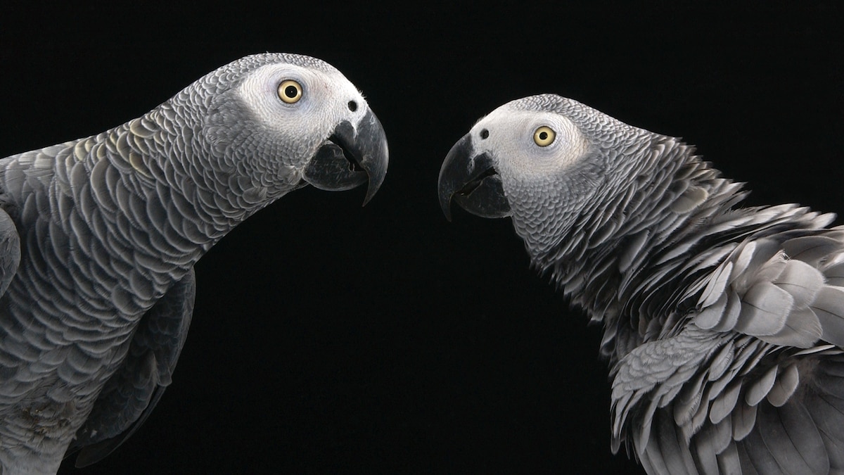 Parrots help others in need, study shows for first time | National ...