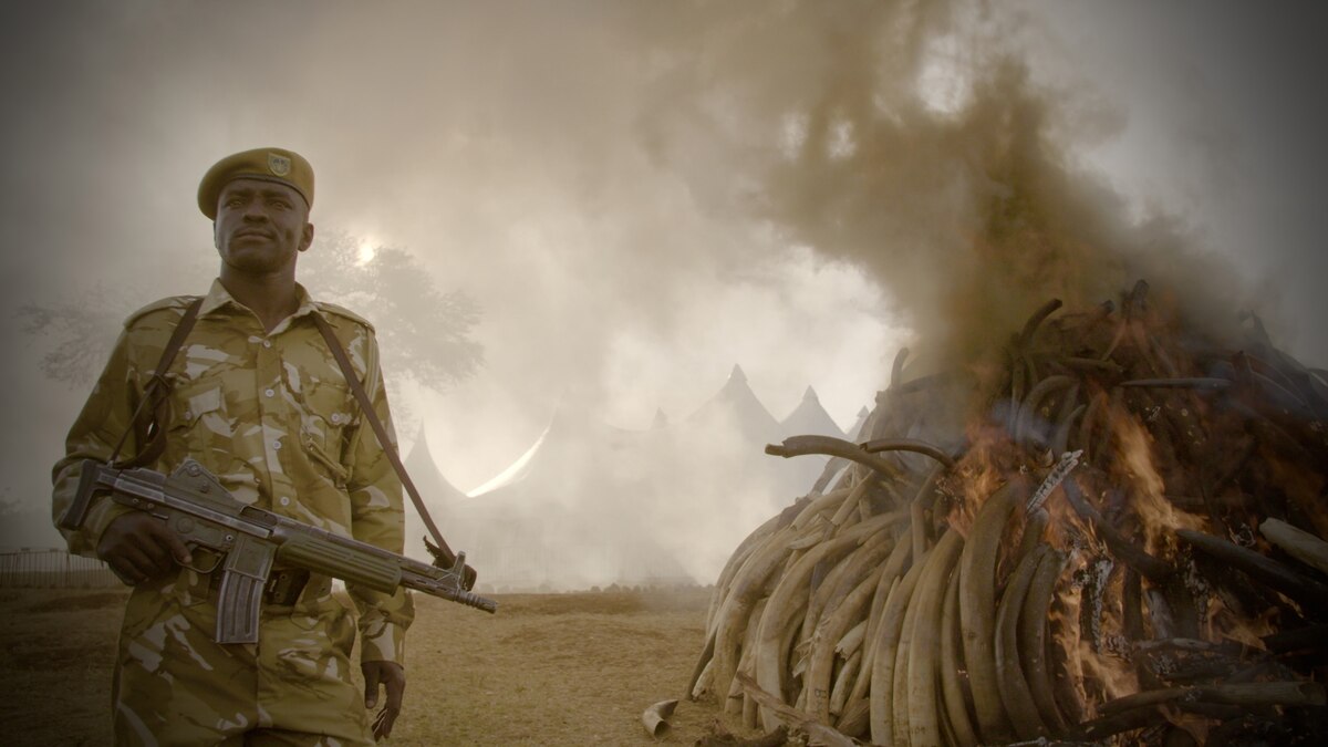 Netflix’s ‘The Ivory Game’ Goes Undercover Into Poaching Crisis ...