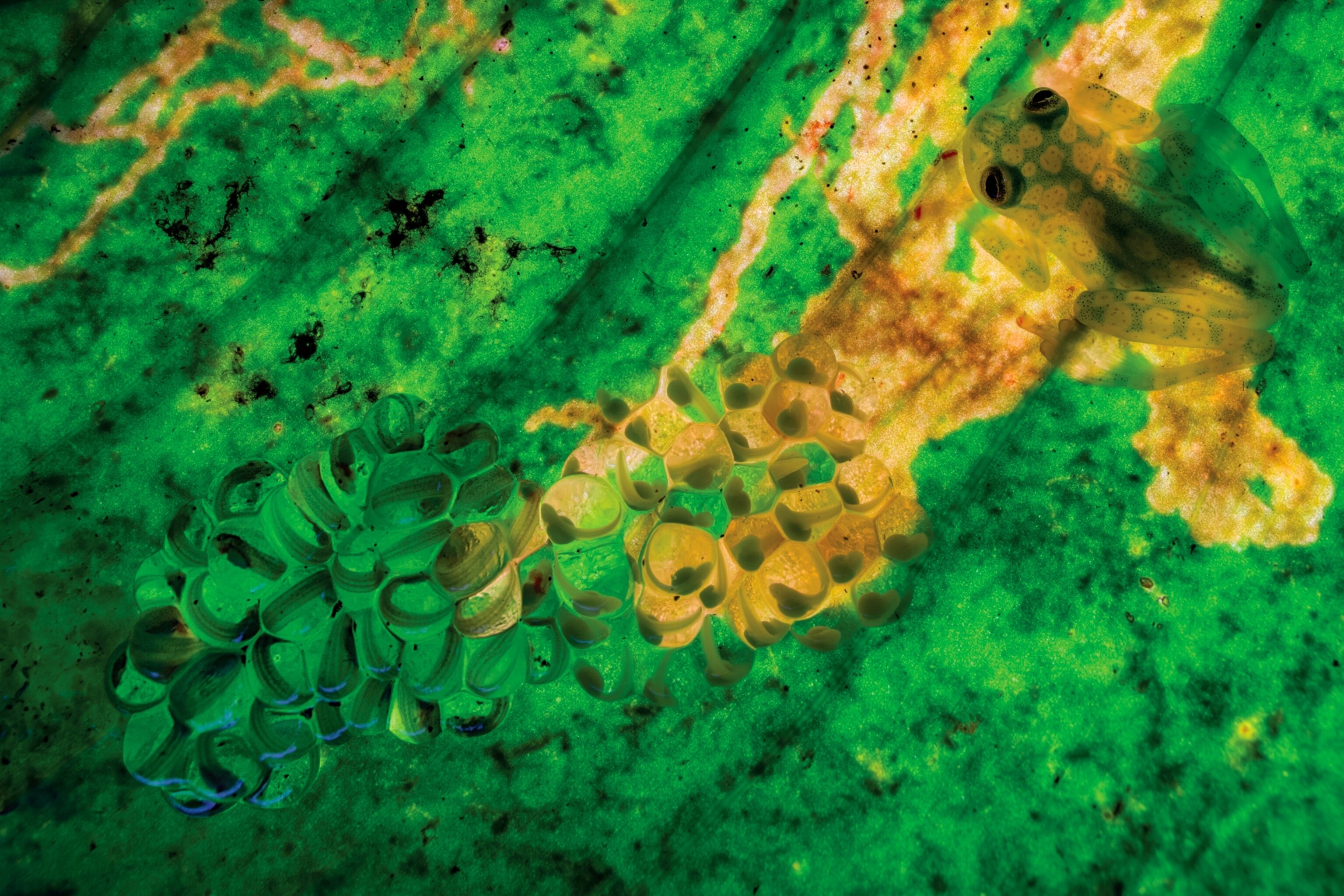 Can you spot these hidden animals?