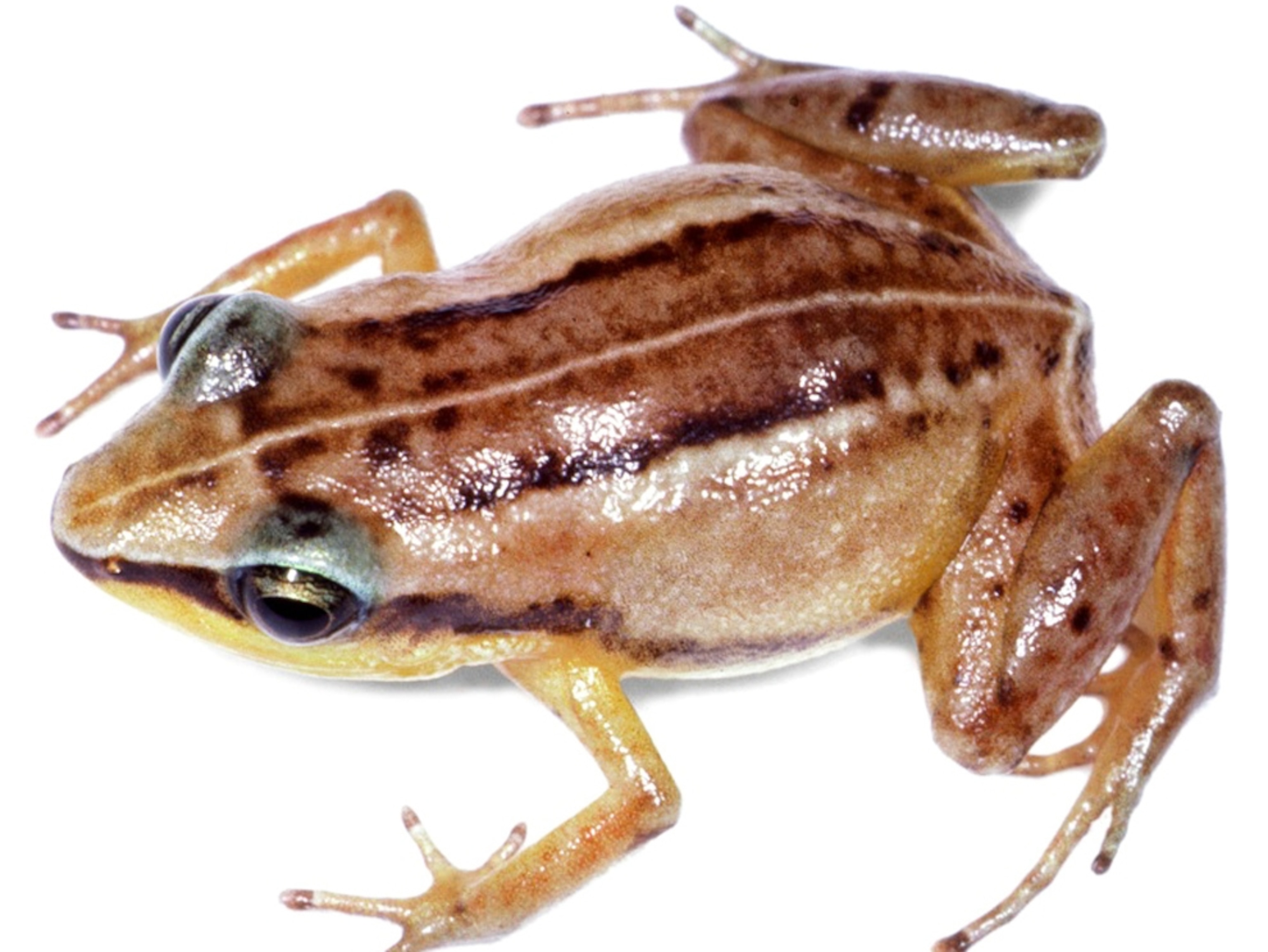 PHOTOS: Six Long-Lost Haitian Frog Species Found