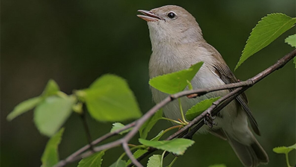 How birds see magnetic fields – an interview with Thorsten Ritz ...