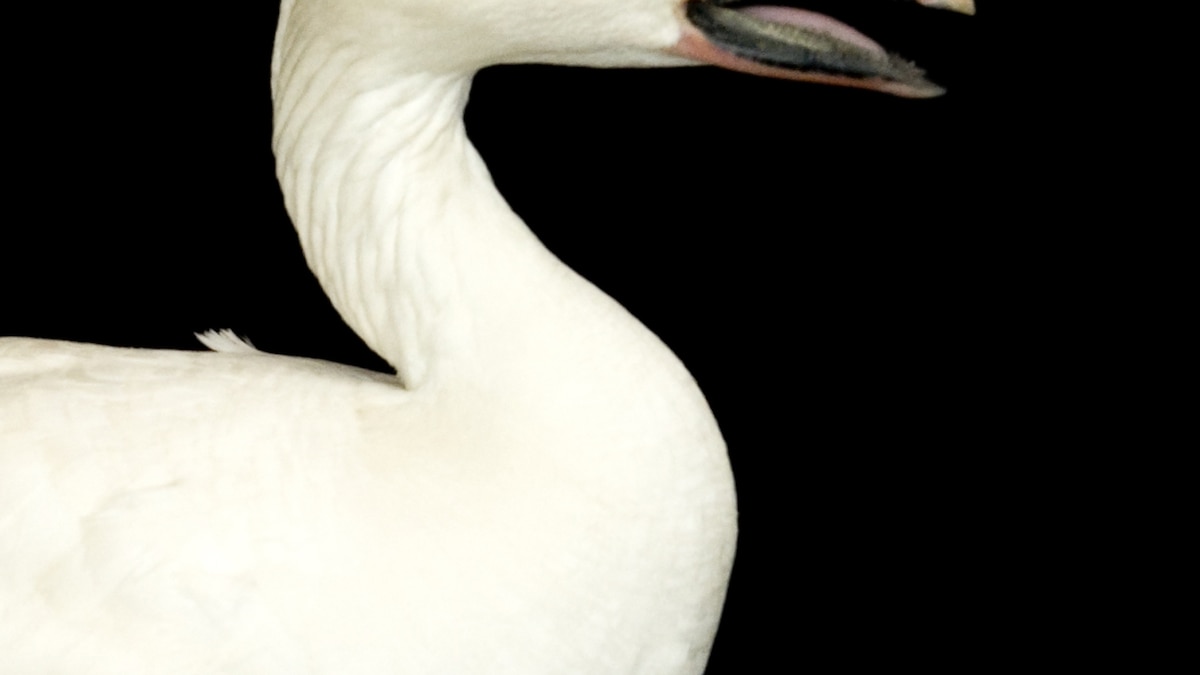 Snow Goose | National Geographic | National Geographic