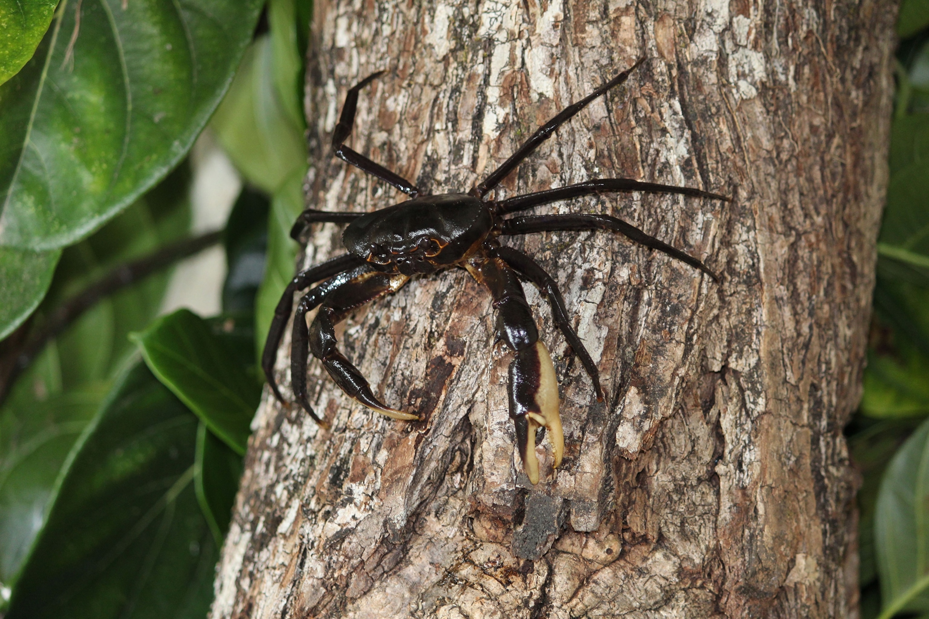 New Spider-Like, Tree-Climbing Crab Species Found
