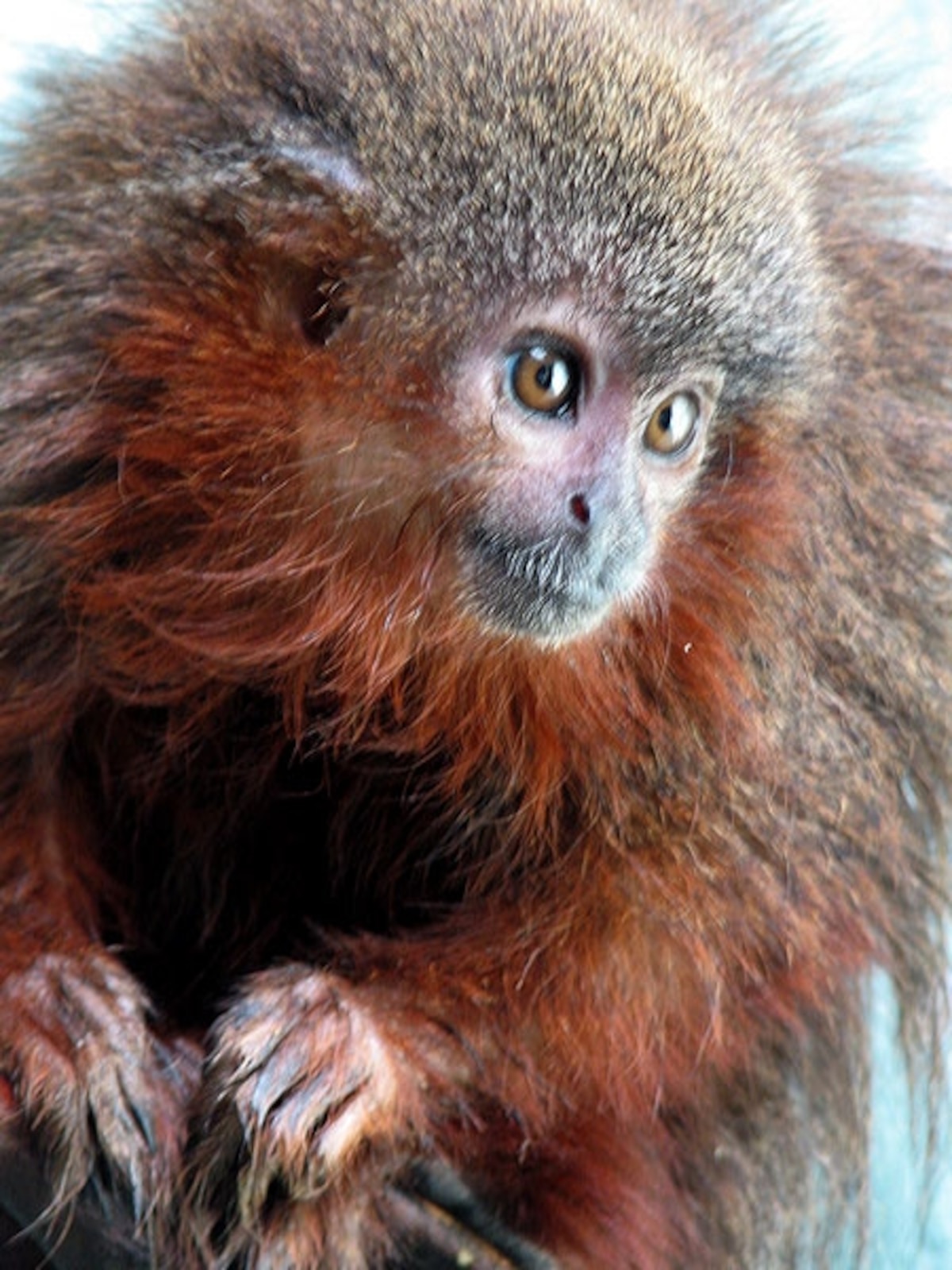 Pictures: Bushy-Bearded Titi Monkey Discovered