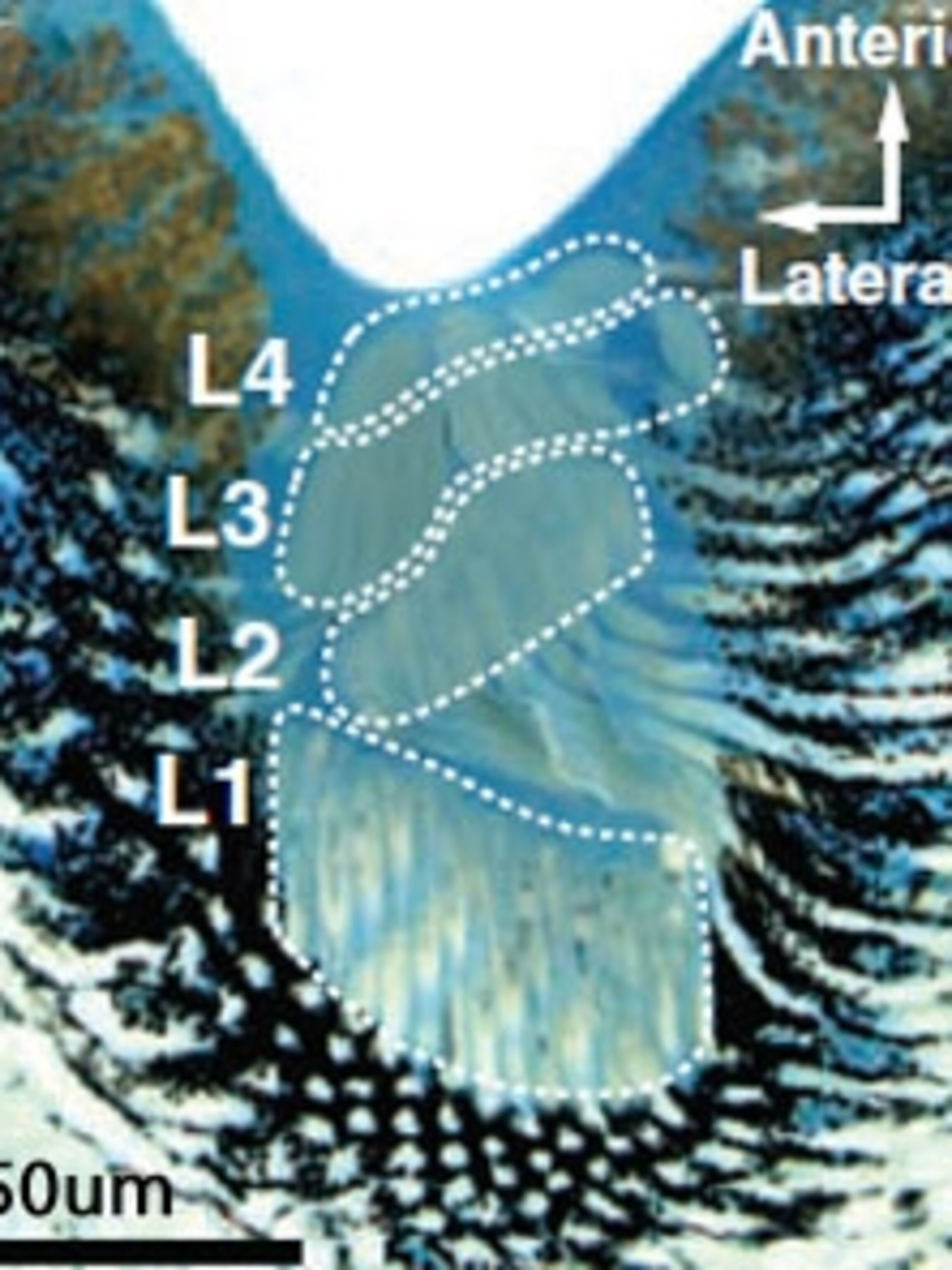 Jumping spiders use blurry vision to judge distance