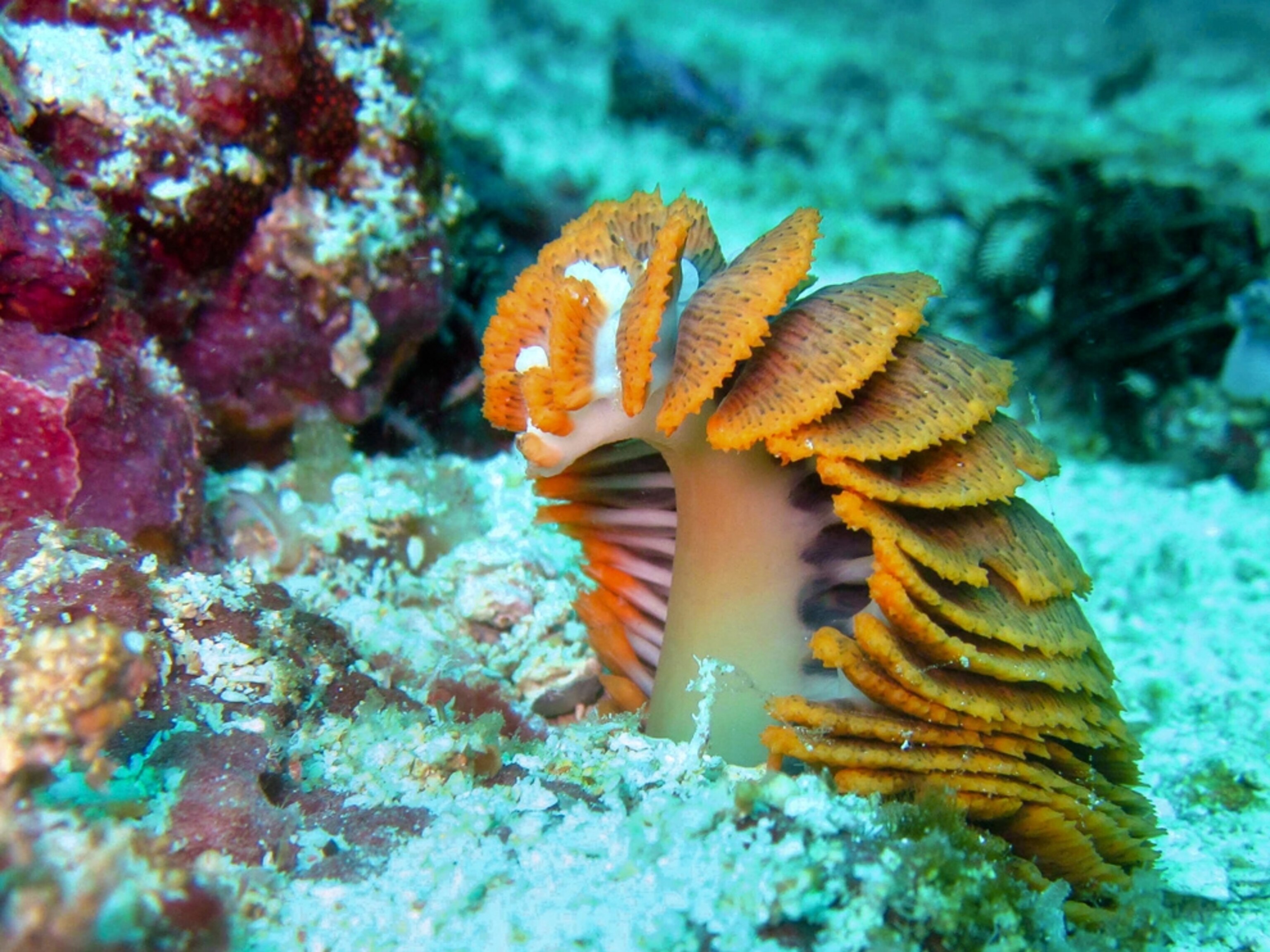 Pictures: "Pancake" Sea Slug Among New Philippines Species