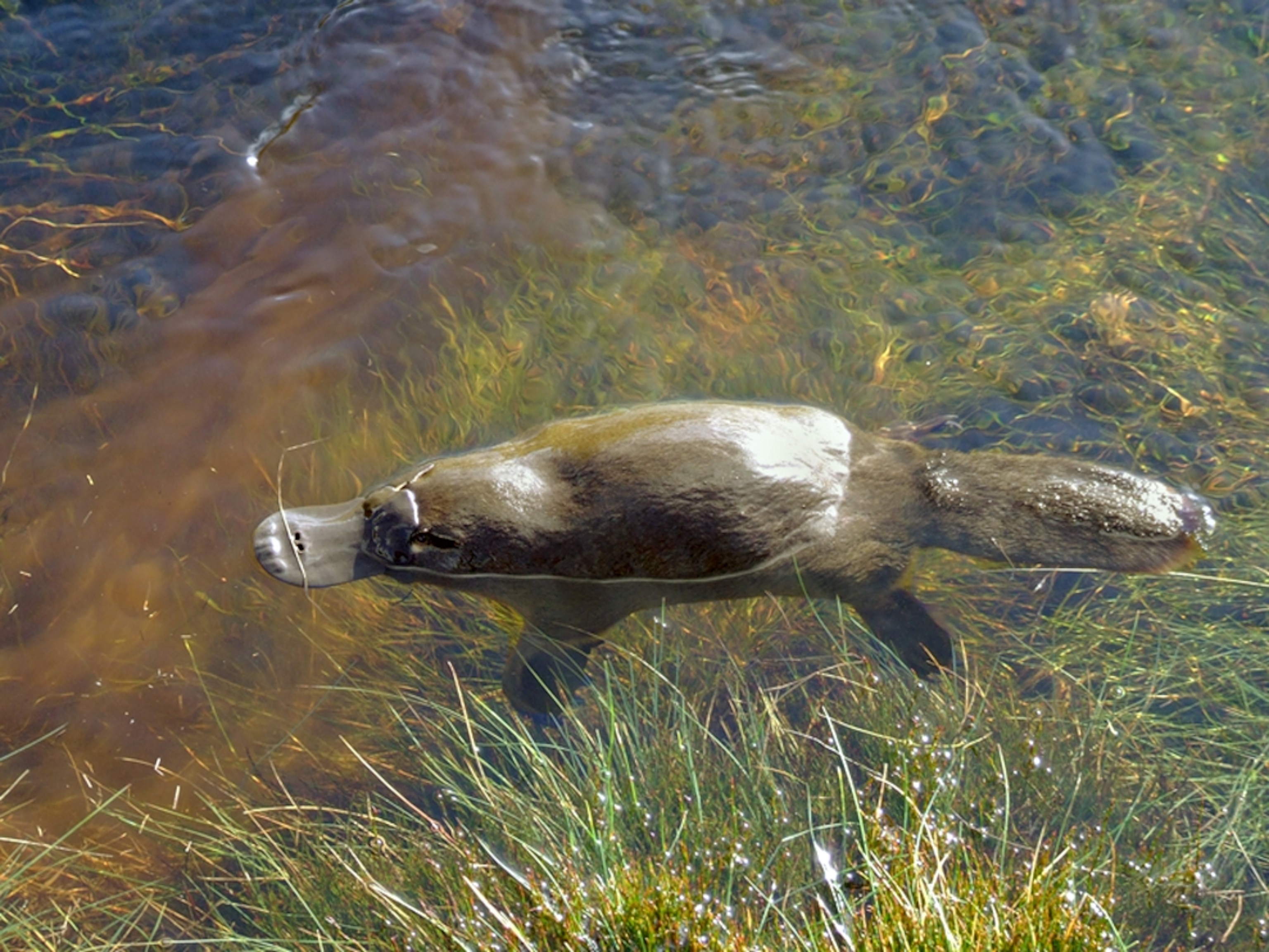 Freshwater Mammal Photos -- National Geographic