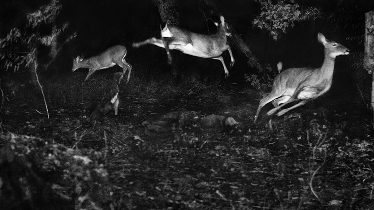 Meet Grandfather Flash, the Pioneer of Wildlife Photography | National ...