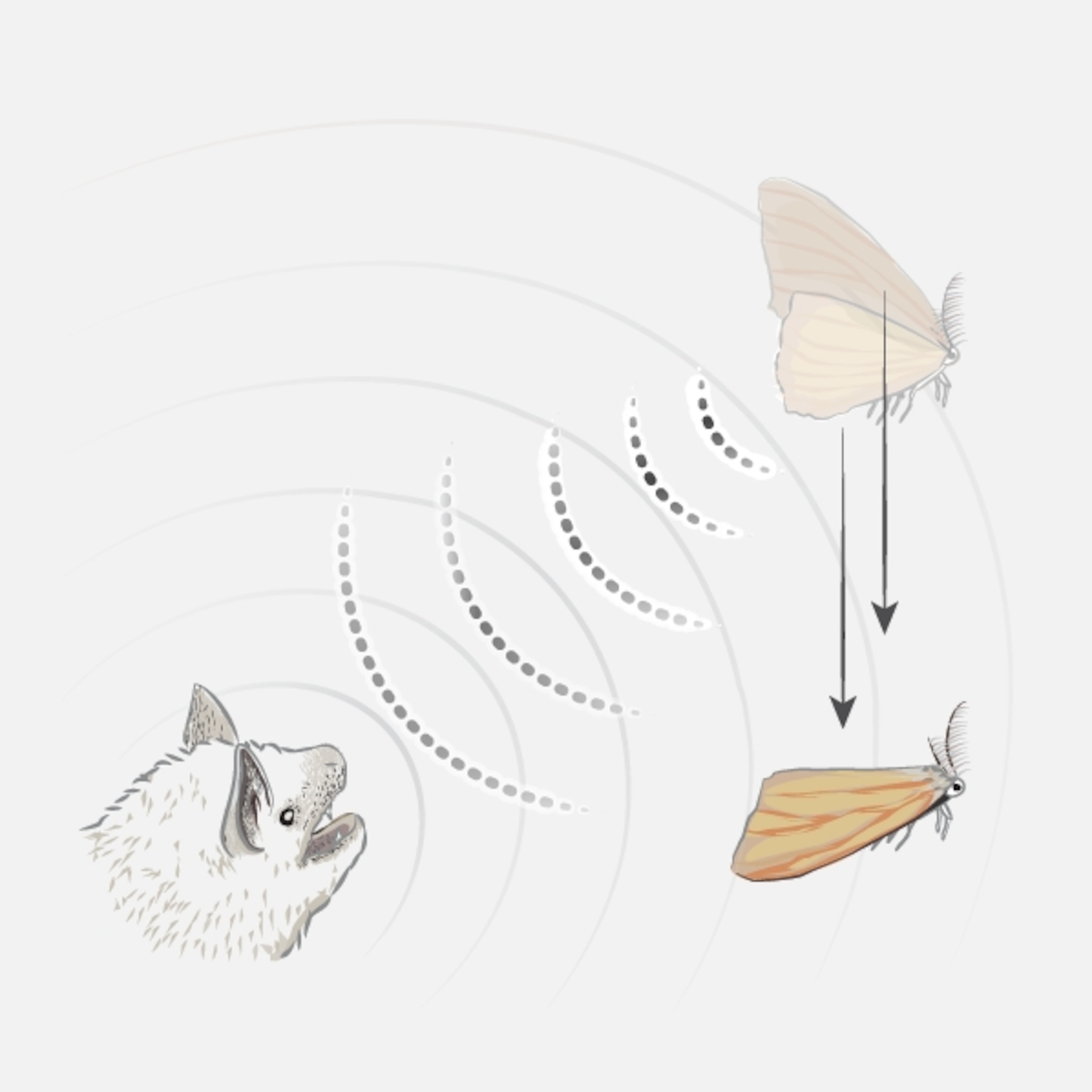 Clever Luna Moths Use Decoys to Fool Bats