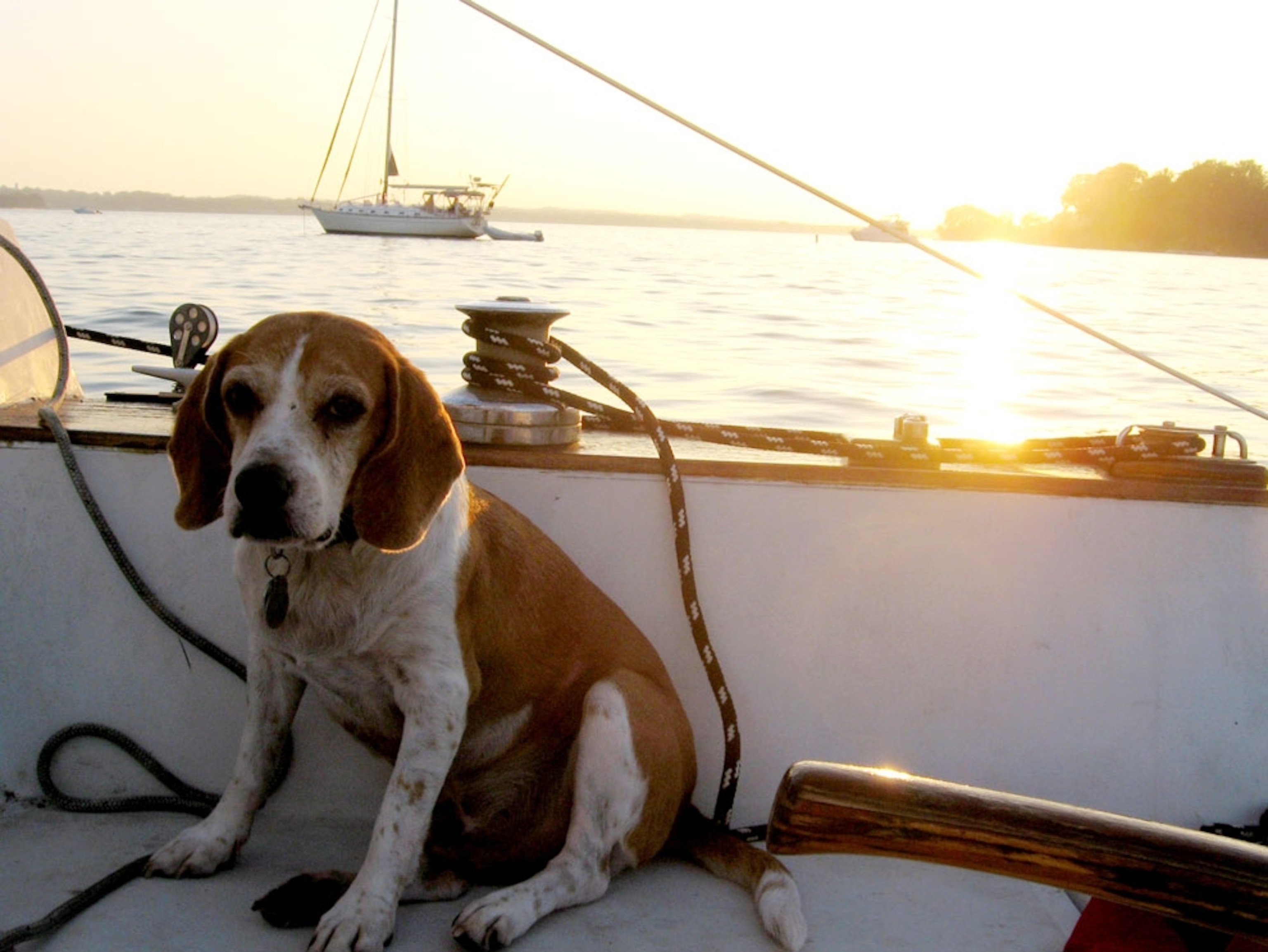 Dog Pictures - National Geographic